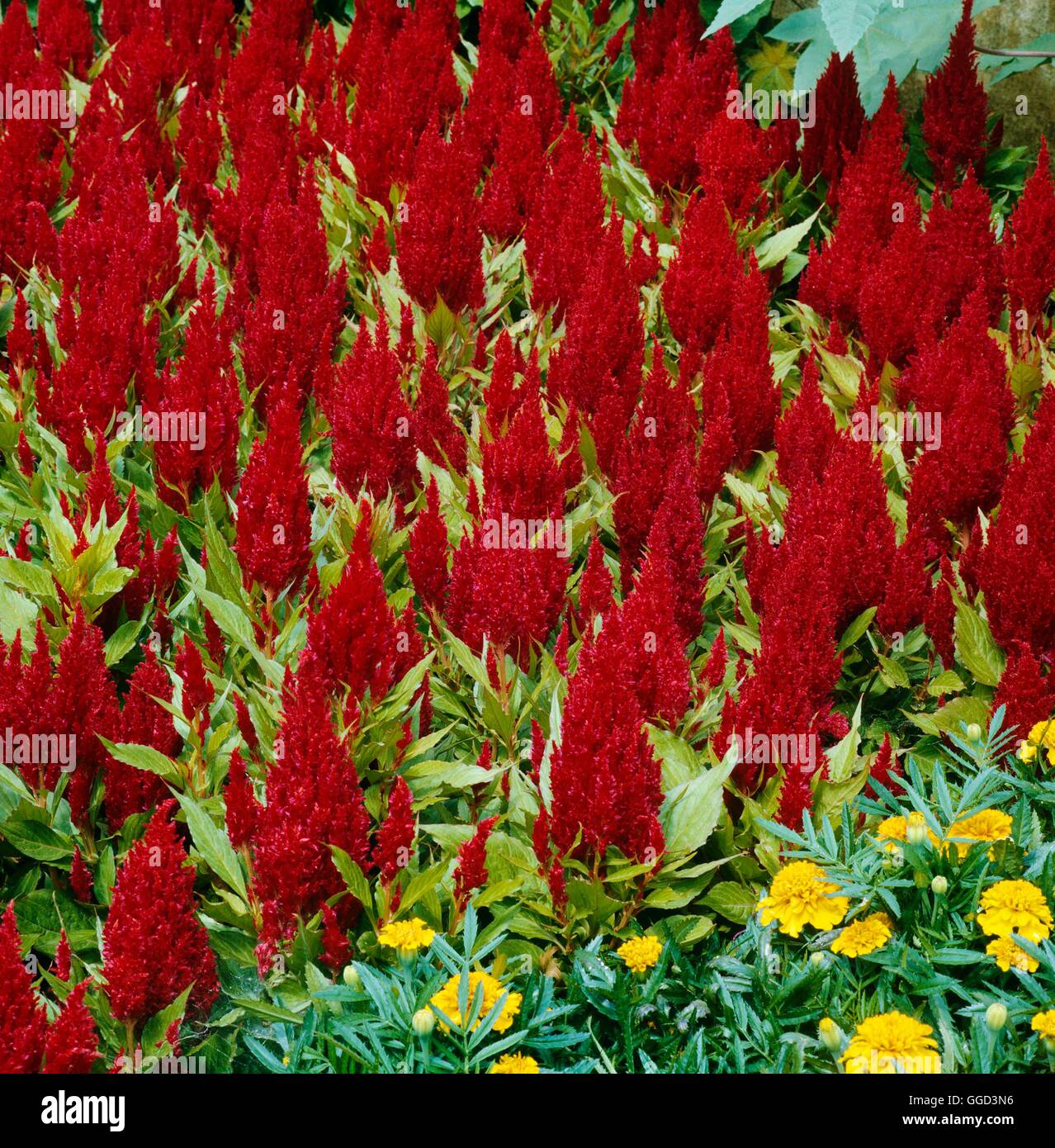 Celosia argentea - Plumosa group `Savaria' ANN052264 Stock Photo - Alamy