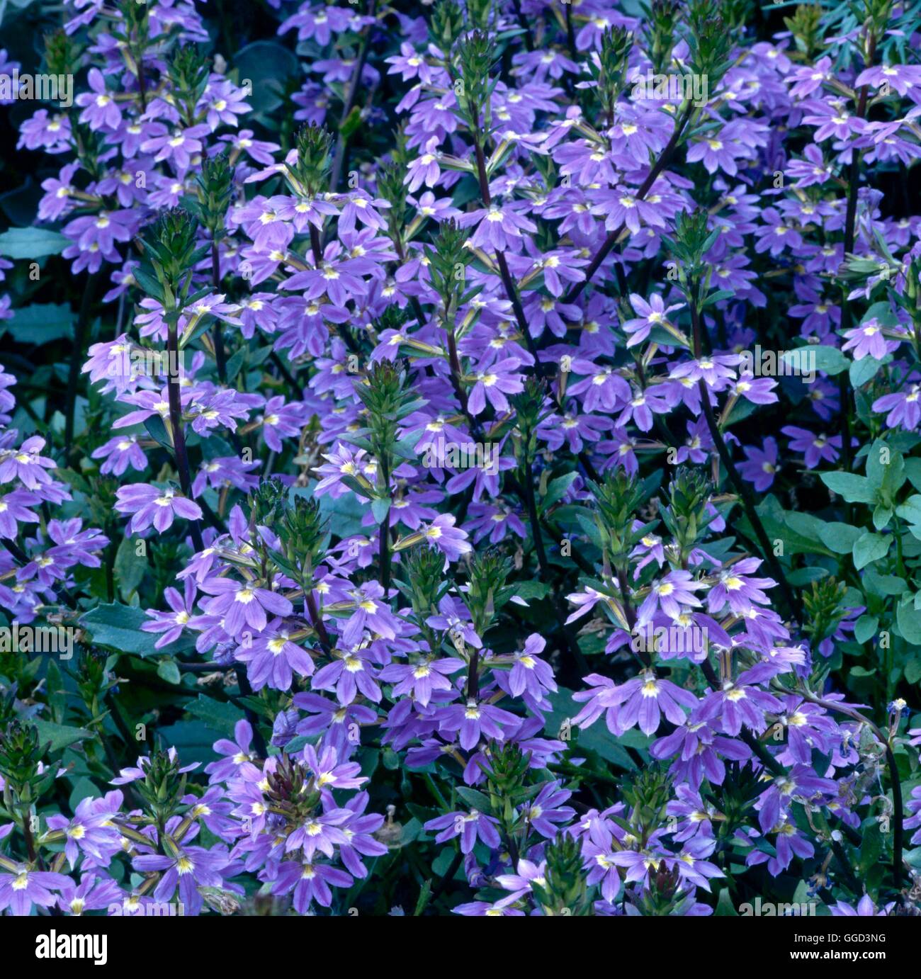 Scaevola aemula - `Blue Wonder' ANN052732 Stock Photo - Alamy
