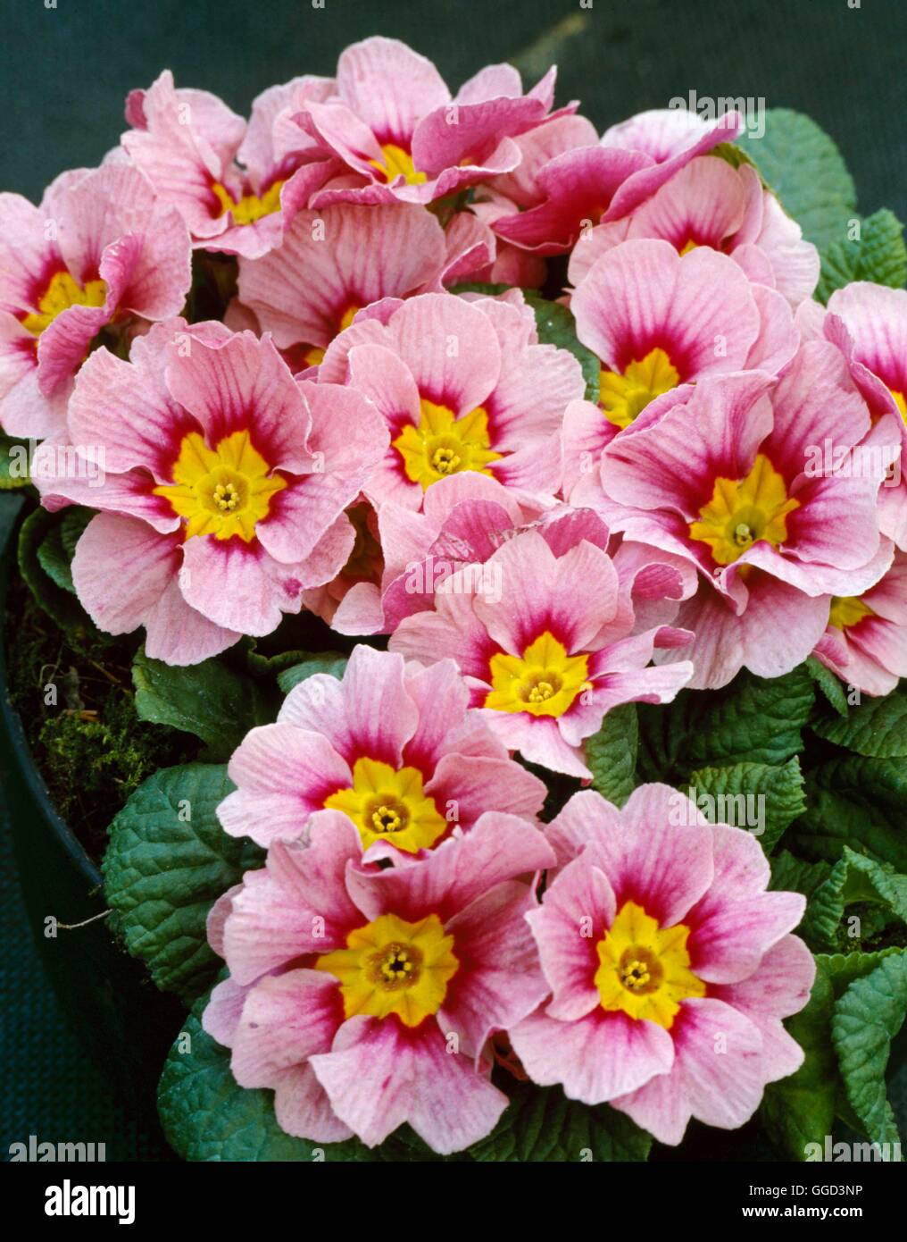 Primula Rosa Primula Rosea Grandiflora — Florist's Plantica