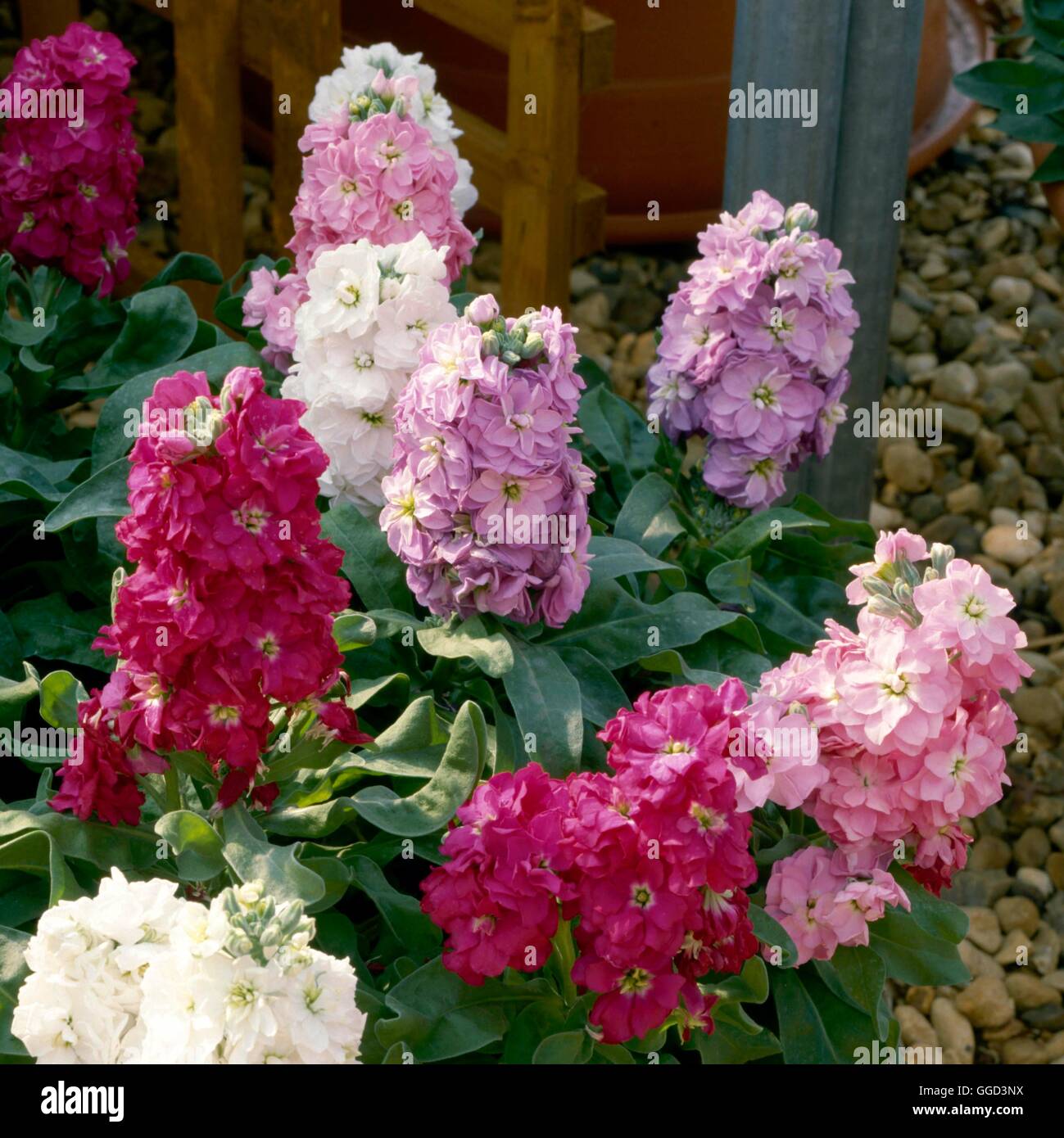 Stock - `Cinderella Mixed'- - (Matthiola incana) (Early-Flowering/dwarf ...