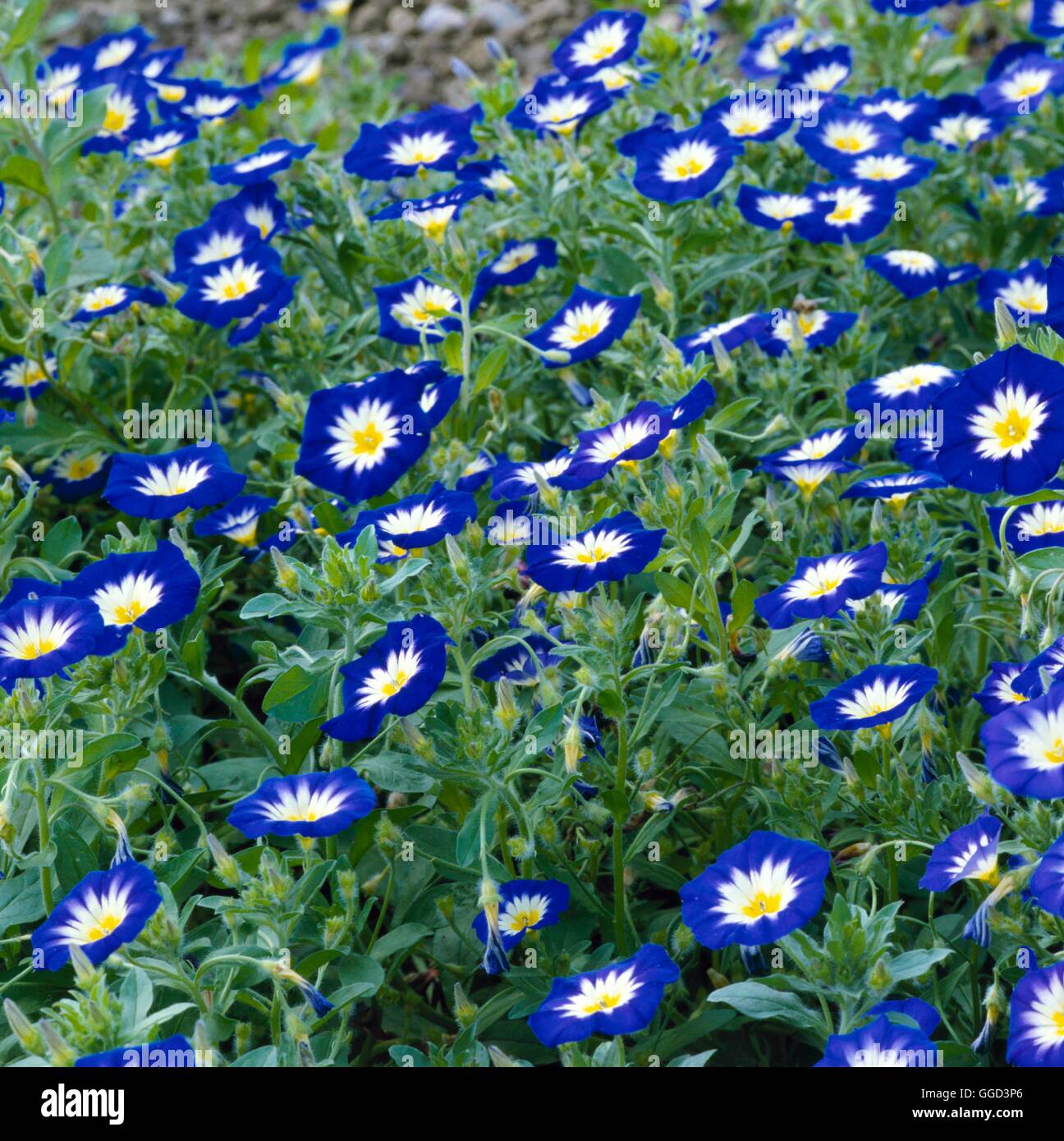 Convolvulus tricolor - `Blue Flash' ANN057877 Stock Photo - Alamy
