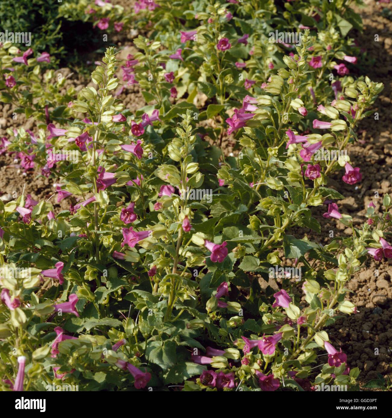 Maurandya - `Victoria Falls' - (Syn Asarina 'Victoria Falls') ANN063923 ...