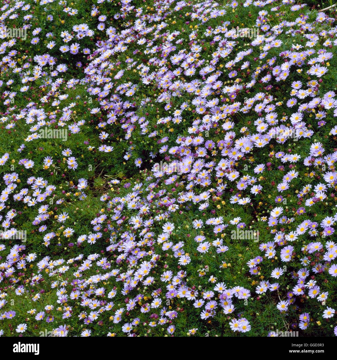 Brachycomeiberidifolia hi-res stock photography and images - Alamy