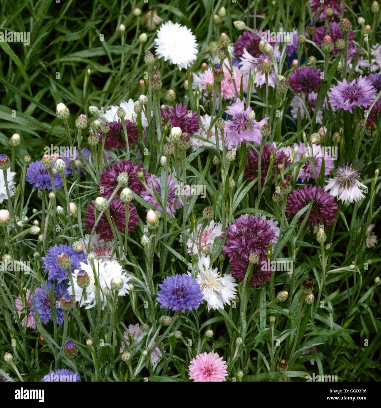 Cornflower - `Polka Dot Mixed'- - (Centaurea cyanus) ANN067206 Stock ...