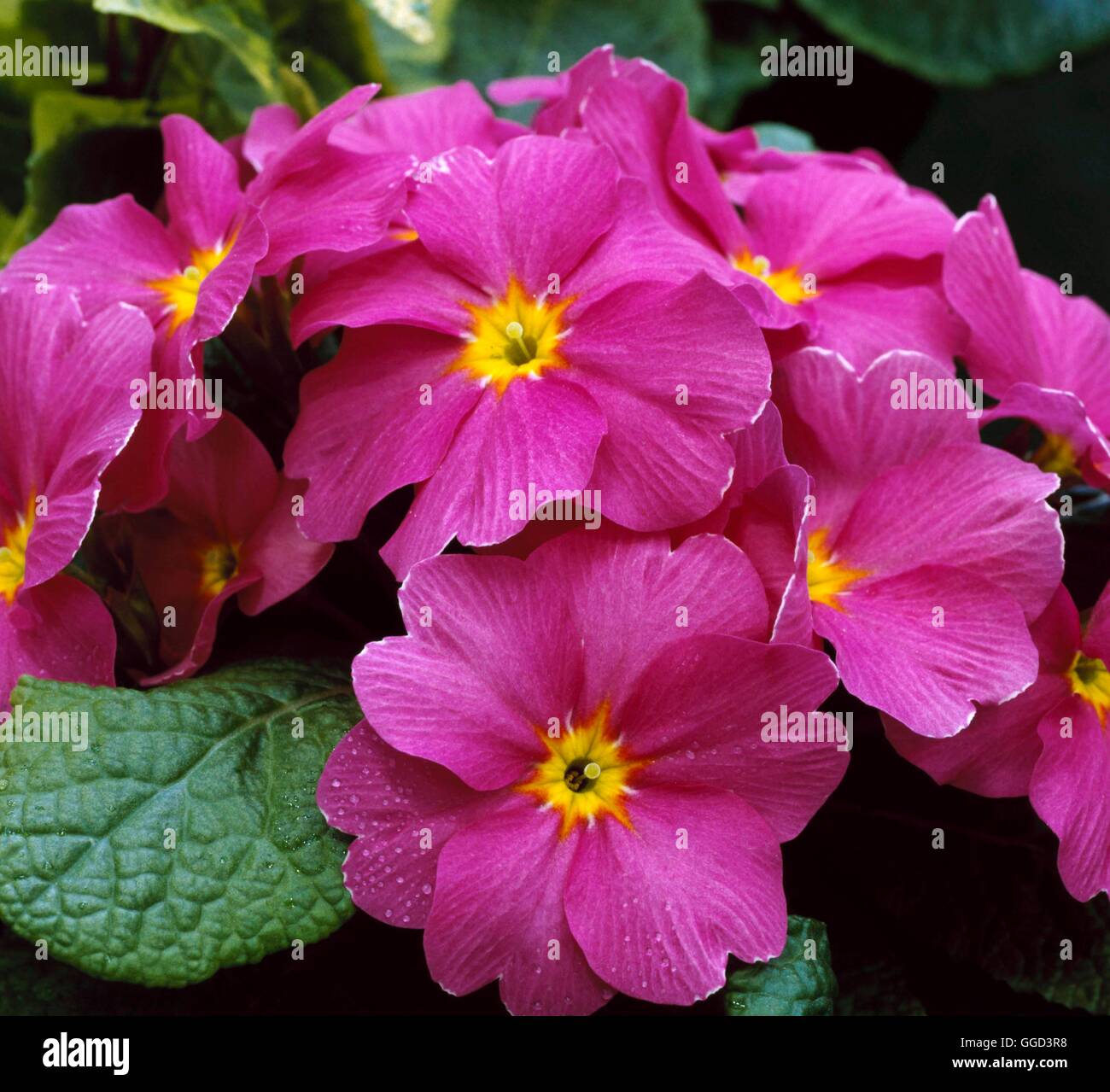 Primula vulgaris - F1 `Supreme Pink' ANN068432 Stock Photo - Alamy