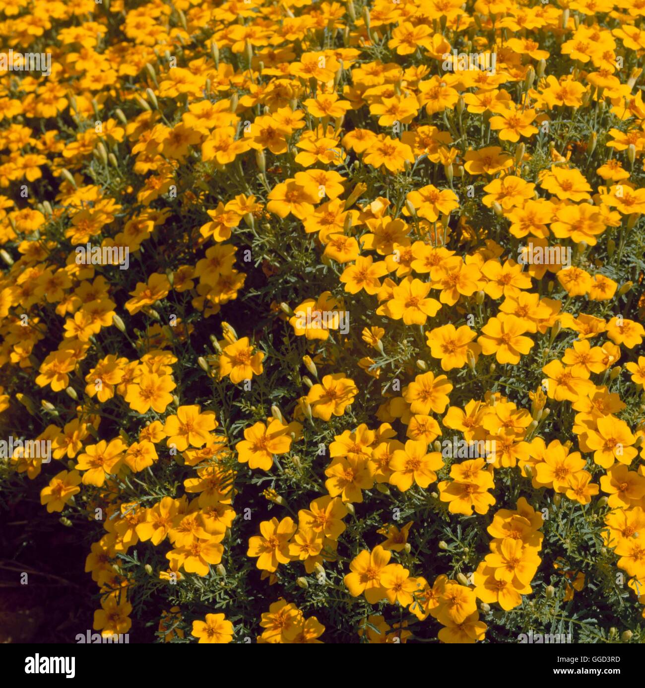 Tagetes - `Golden Gem' ANN070729 Stock Photo - Alamy