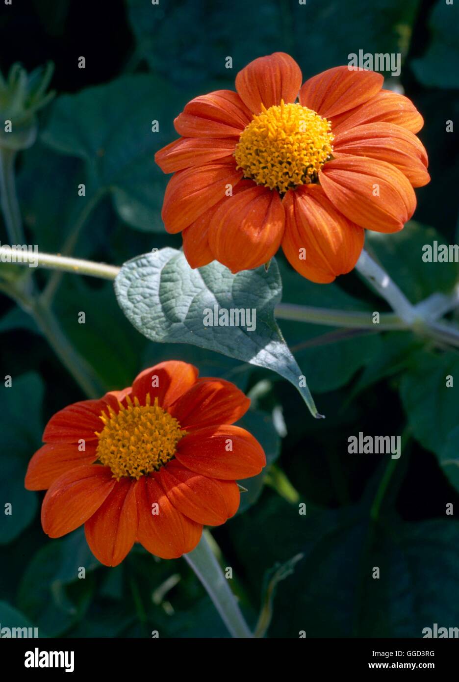 Tithonia - `Torch Bright Orange Red' ANN071211 Stock Photo - Alamy