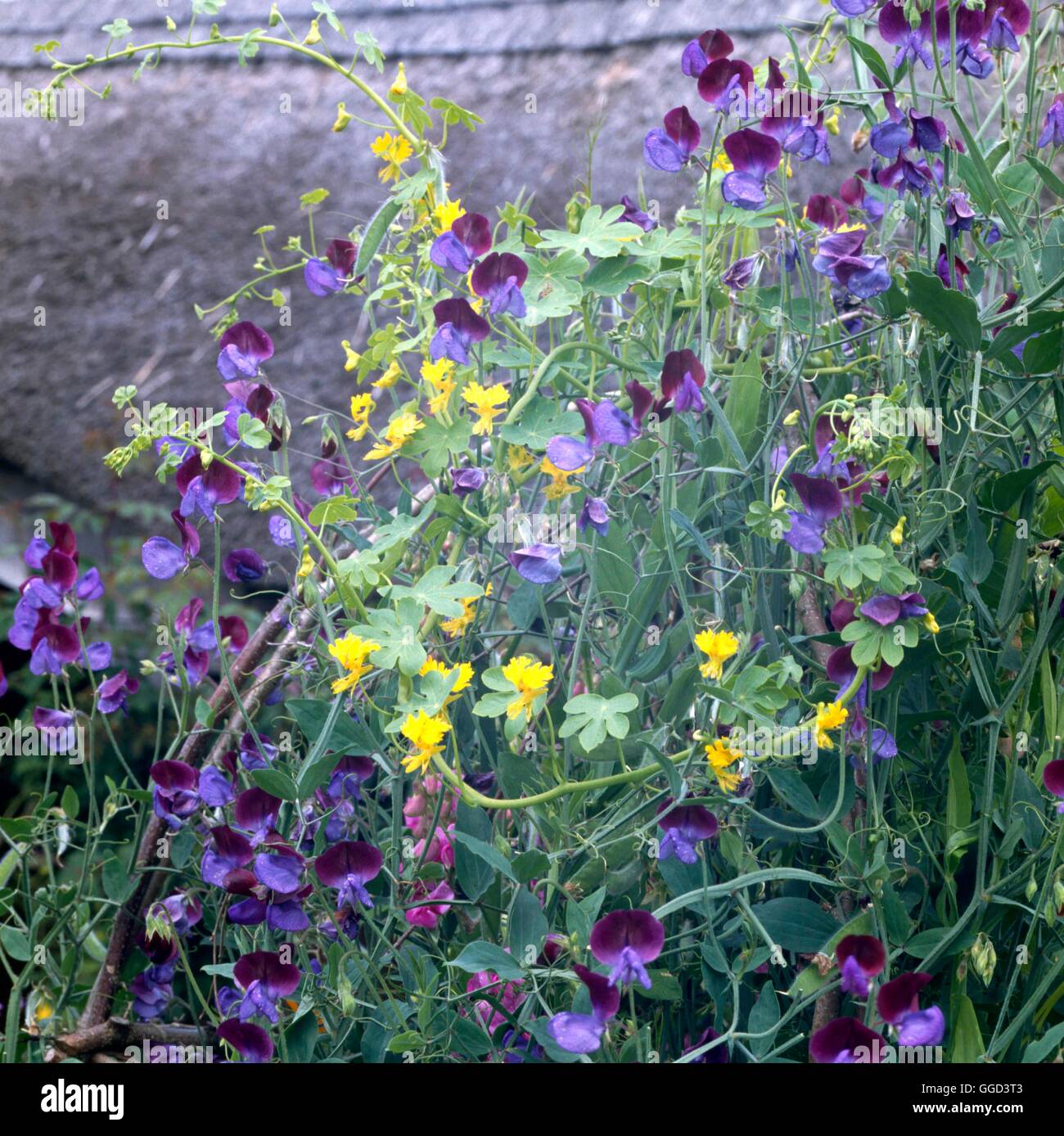 Lathyrus hi-res stock photography and images - Alamy