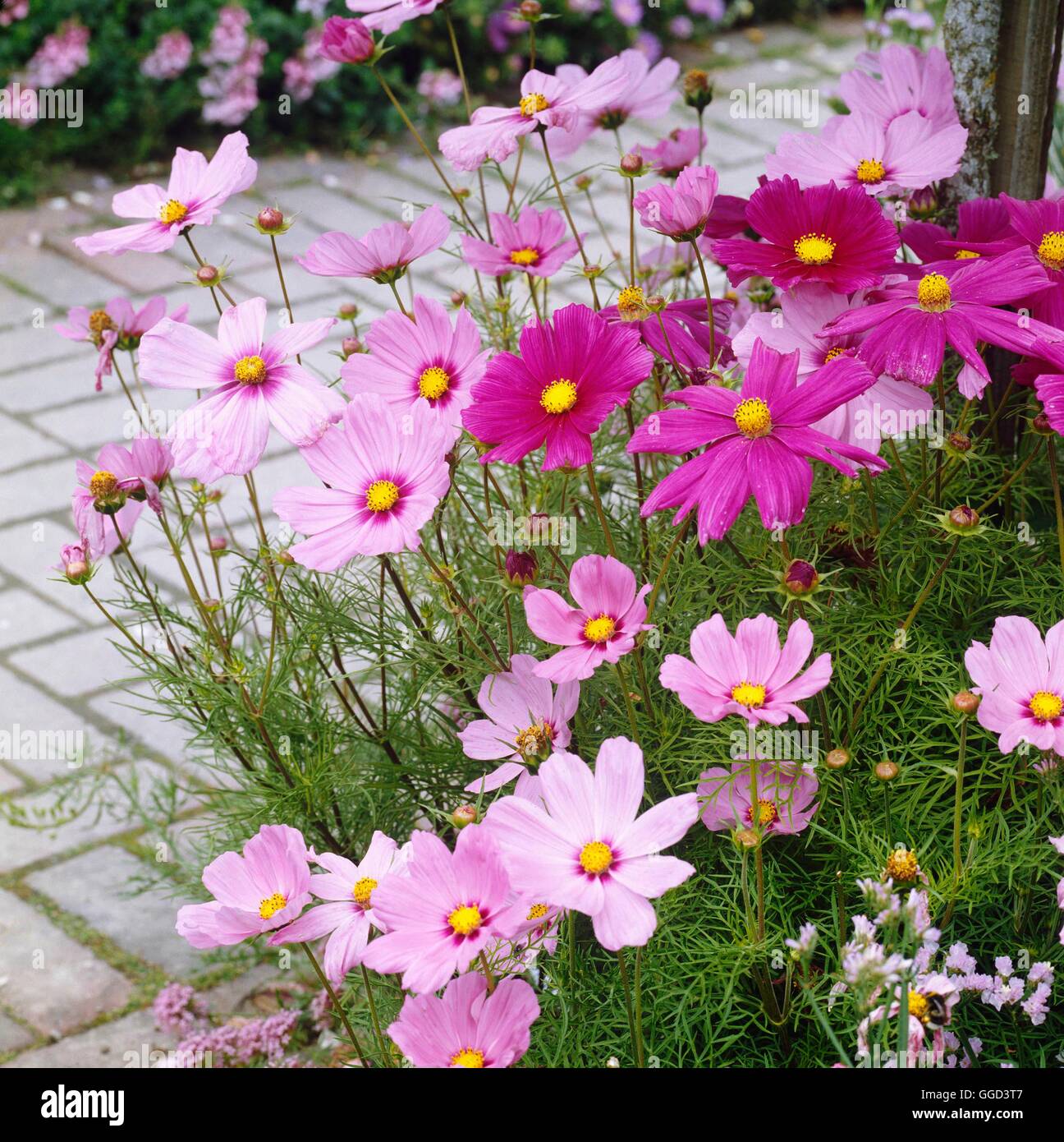 Cosmos cosmos bipinnatus hi-res stock photography and images - Alamy