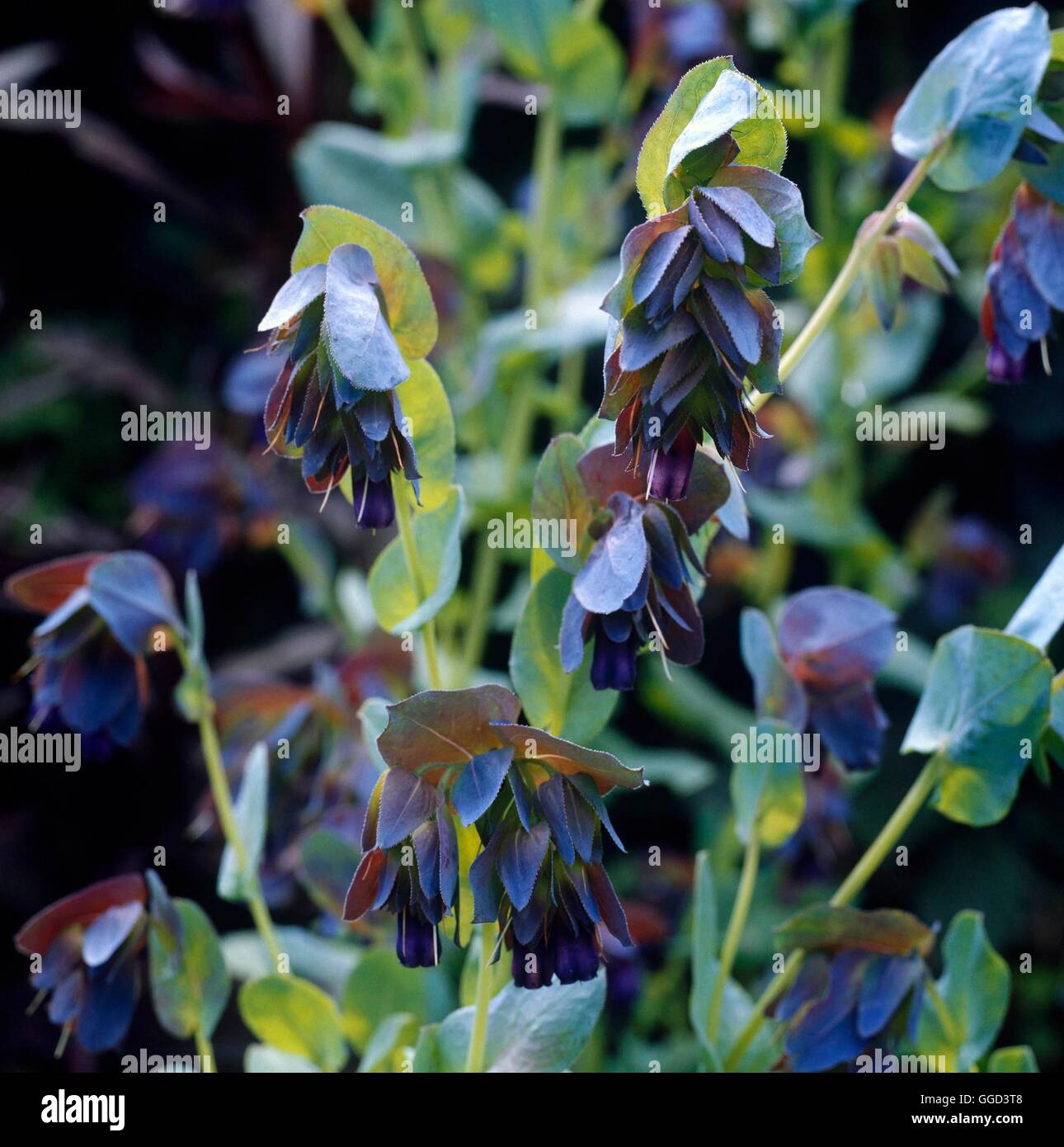 Cerinthe major purpurascens hi-res stock photography and images - Alamy