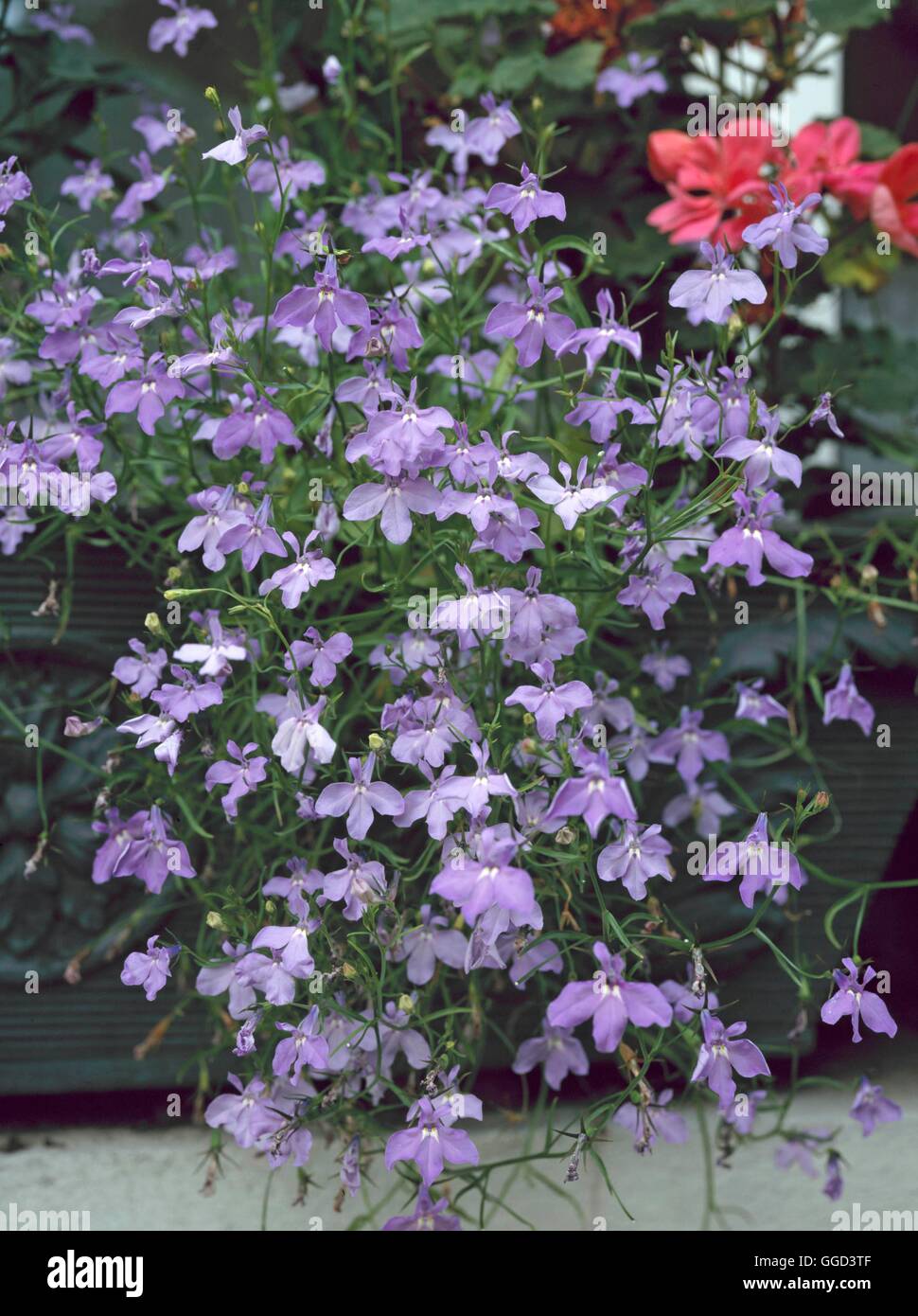 Cascadeblue hi-res stock photography and images - Alamy