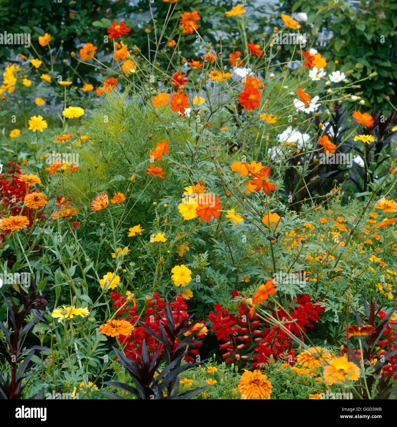 Cosmos sulphureus - `Sunset' ANN078467 Stock Photo - Alamy