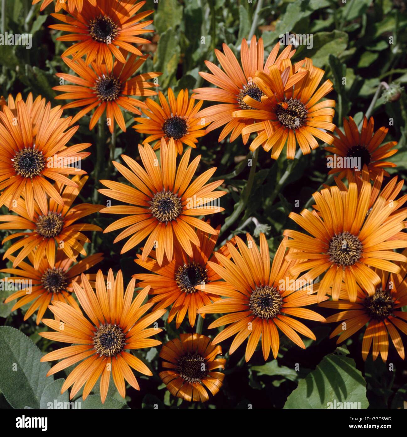 Arctotis x hybrida - `Torch' ANN079689 Stock Photo - Alamy