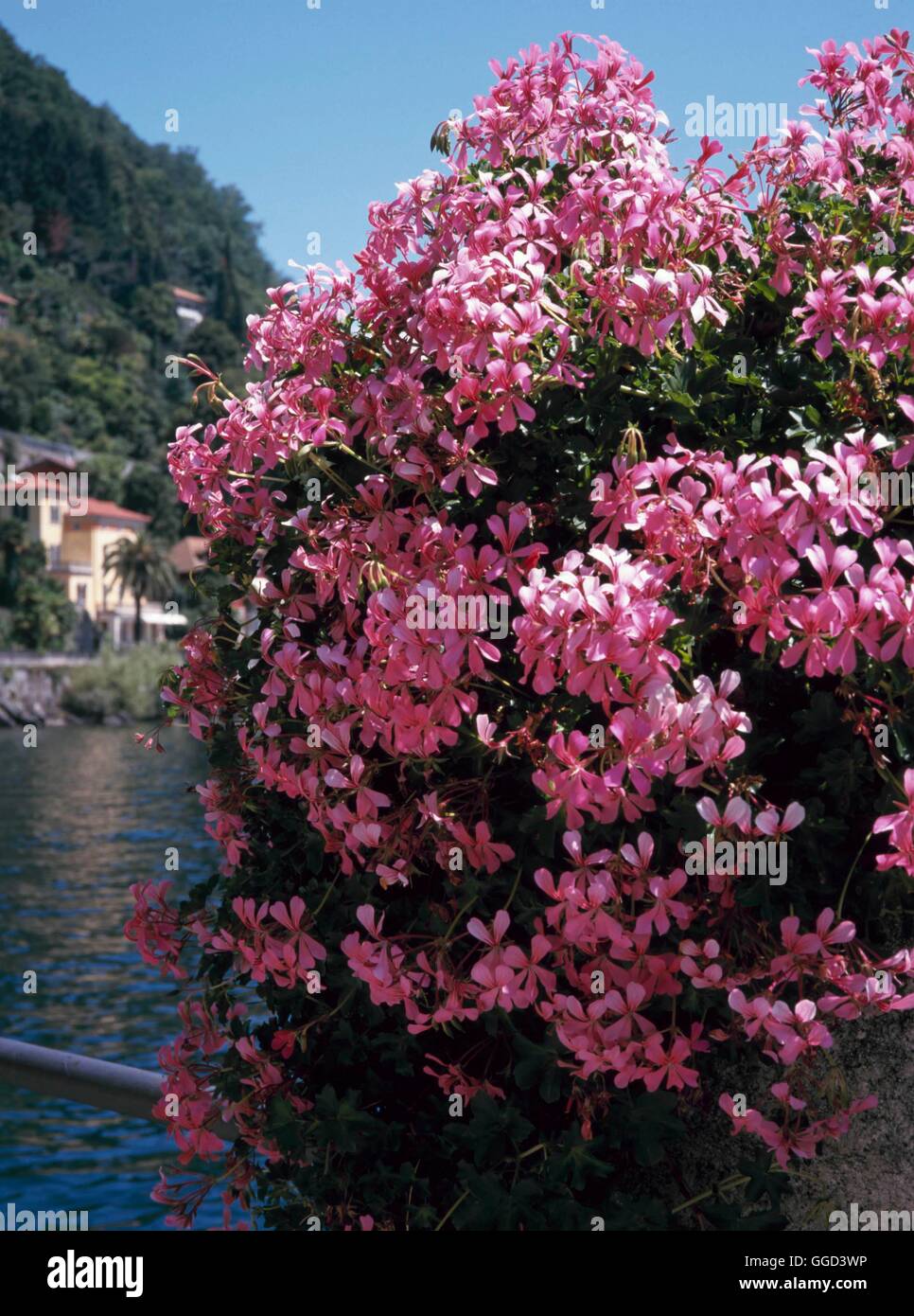 Geranium - 'Balcon' strain (Ivy-leaved) ANN084743 Stock Photo - Alamy