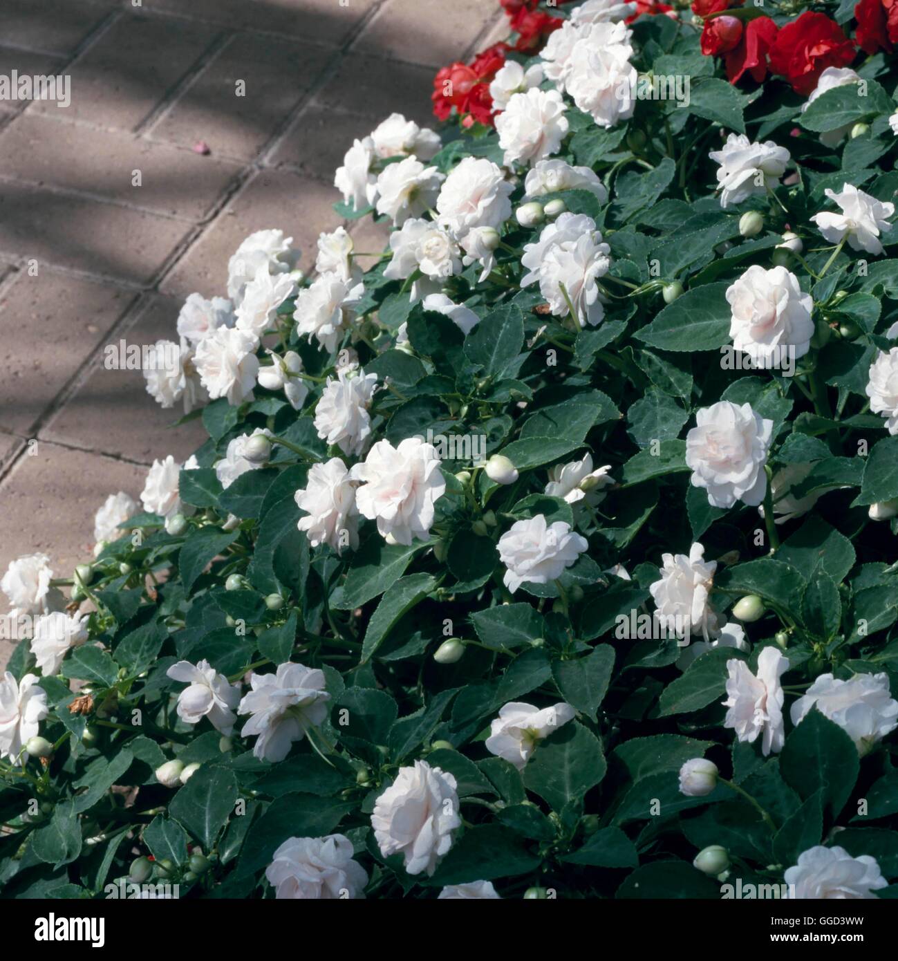 Double impatiens hi-res stock photography and images - Alamy