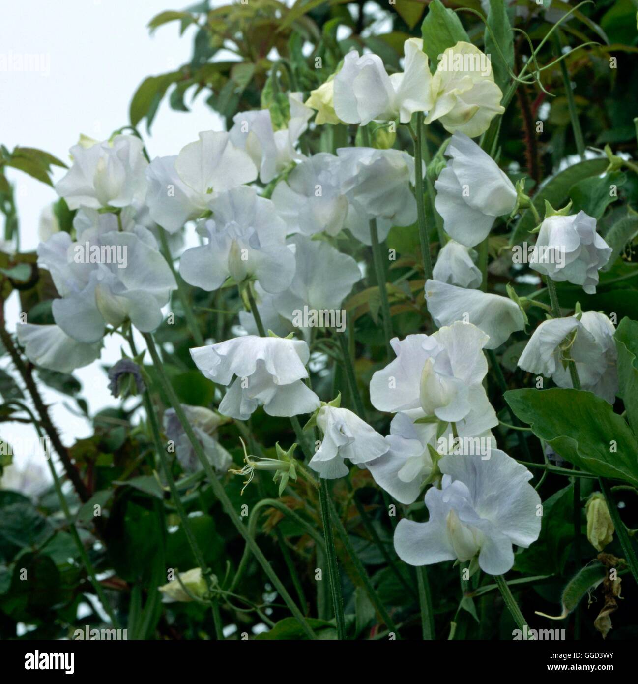 Maggie may hi-res stock photography and images - Alamy