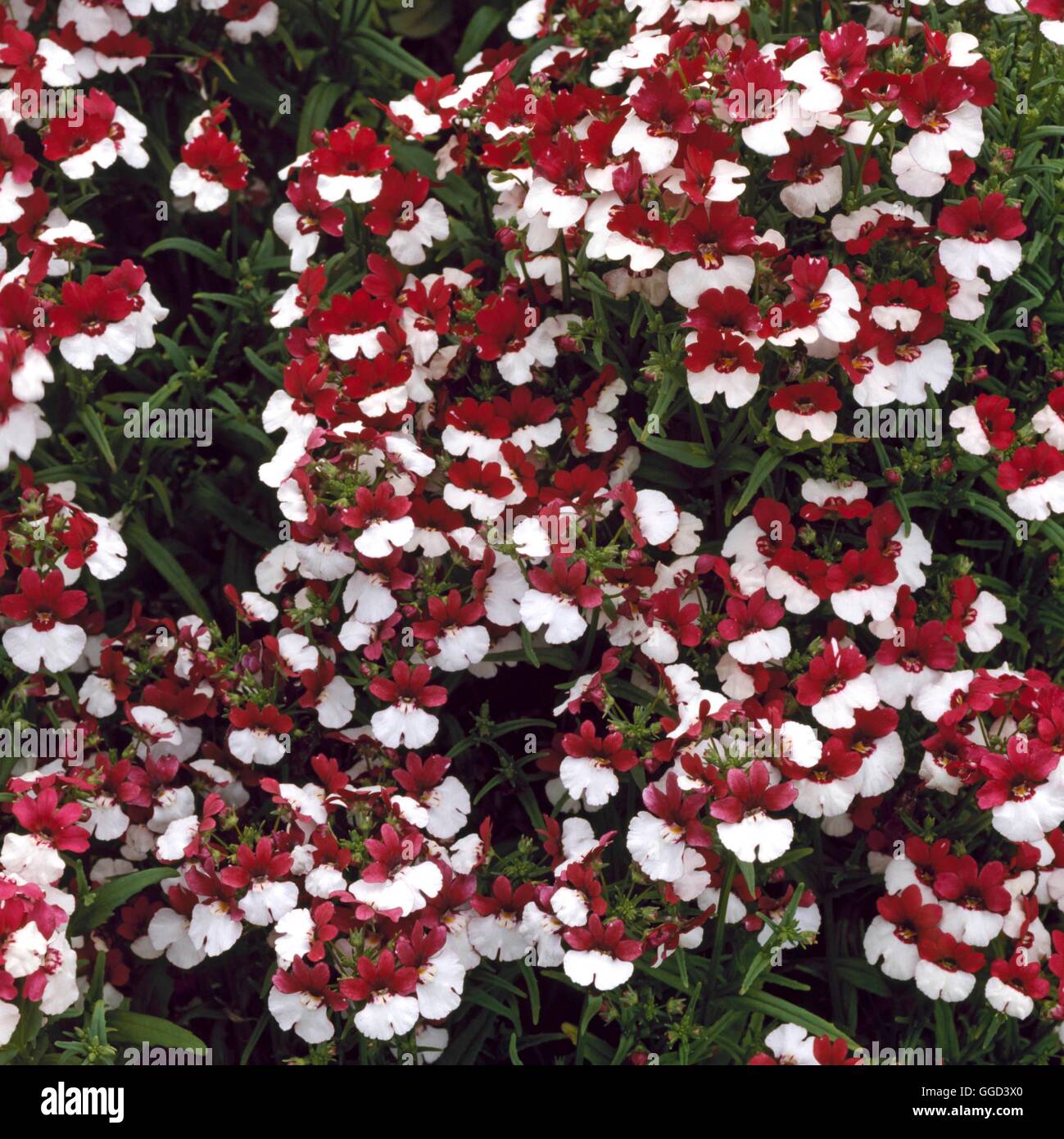 Nemesia strumosa hi-res stock photography and images - Alamy