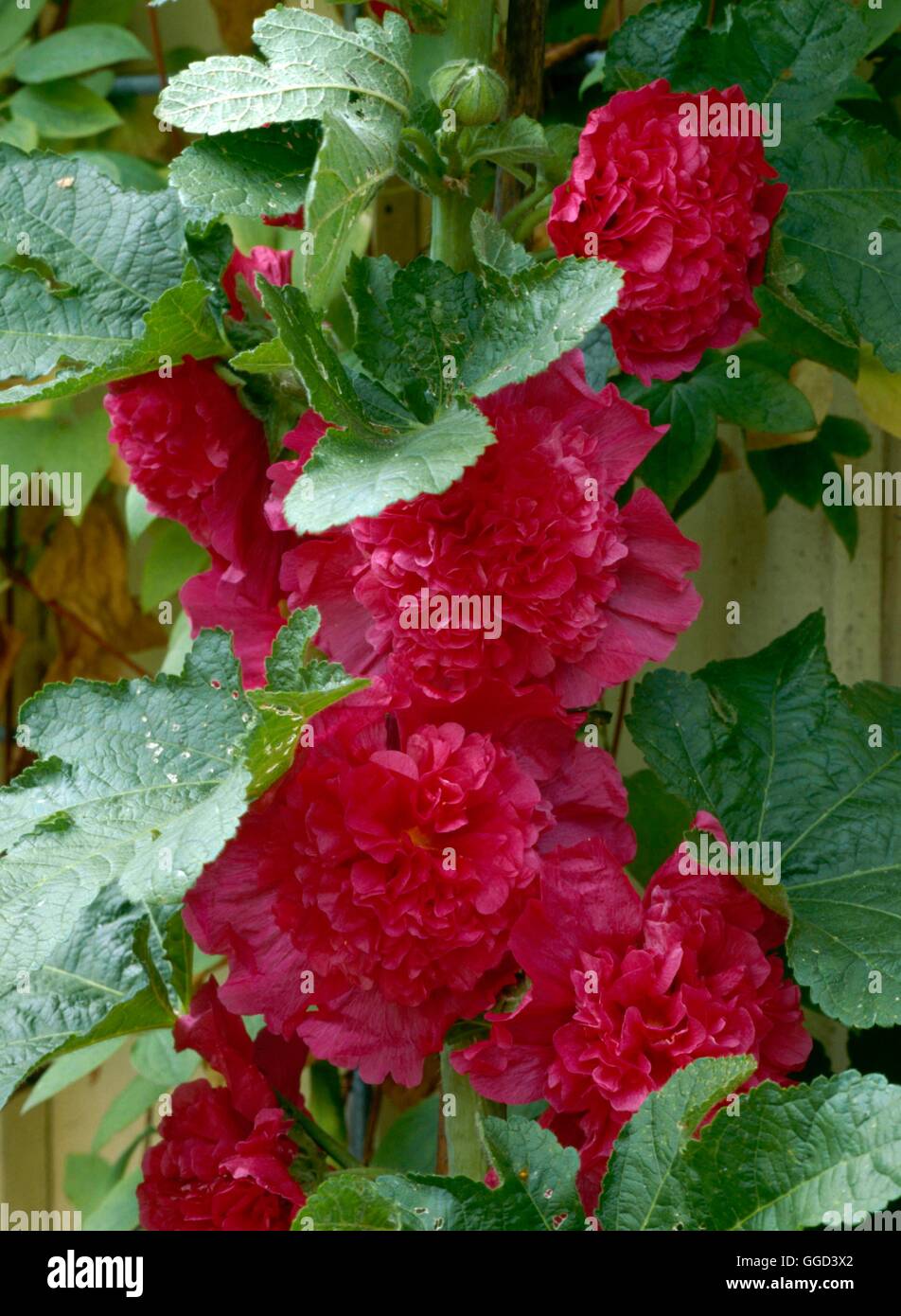 Hollyhock - Double Pink (Alcea rosea) ANN087944 Stock Photo - Alamy