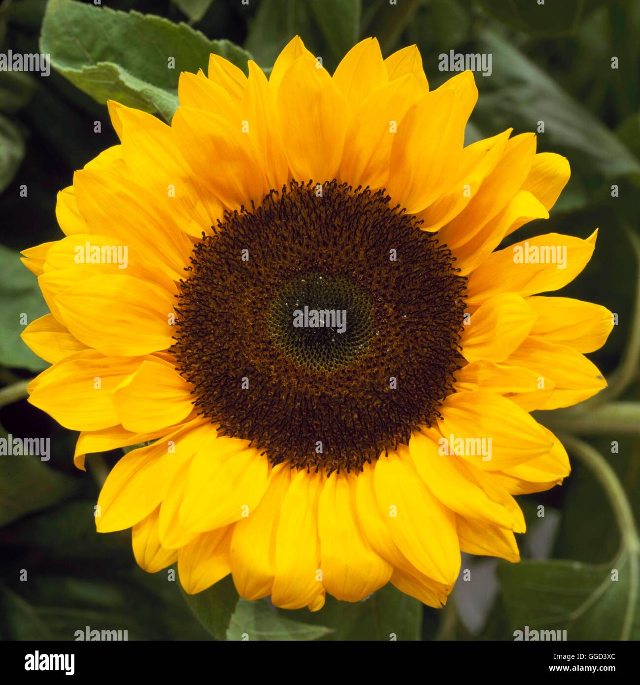 Sunrich hi-res stock photography and images - Alamy