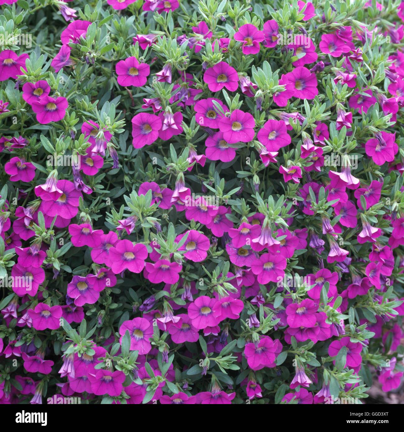 Calibrachoa - 'Celebration Pink' ANN096860 Stock Photo - Alamy