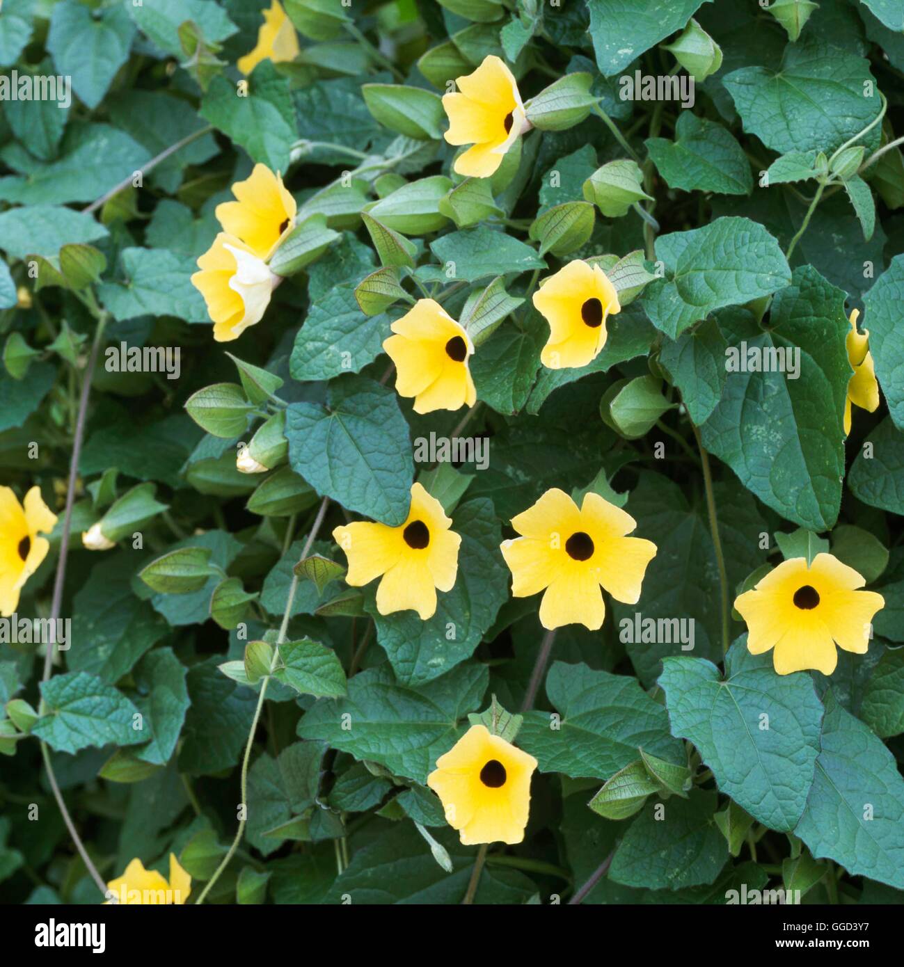 Thunbergia - 'Lemon Star' ANN102110 Stock Photo - Alamy