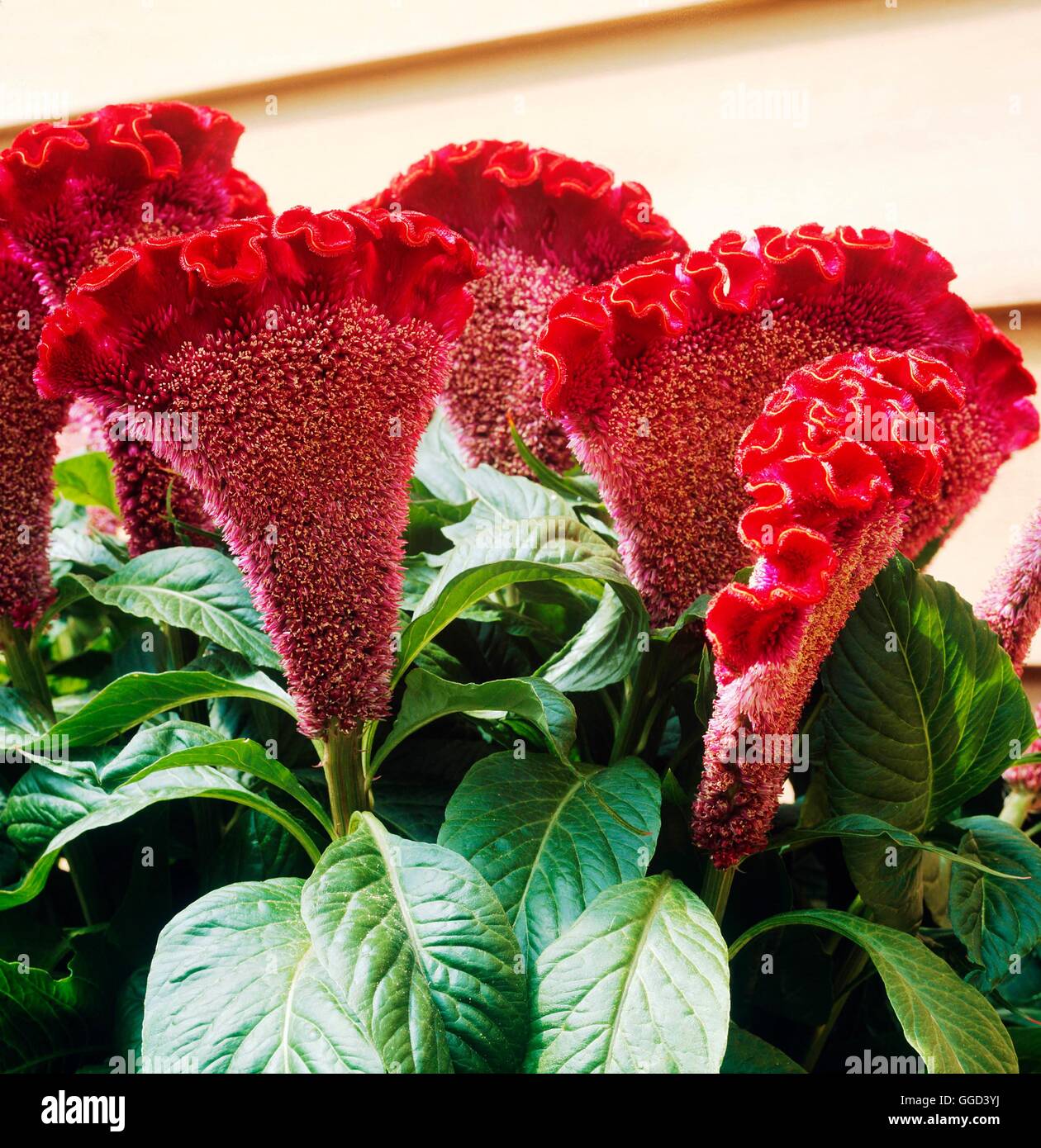 Celosia argentea - cristata `Bombay Fire' ANN103355 Stock Photo - Alamy