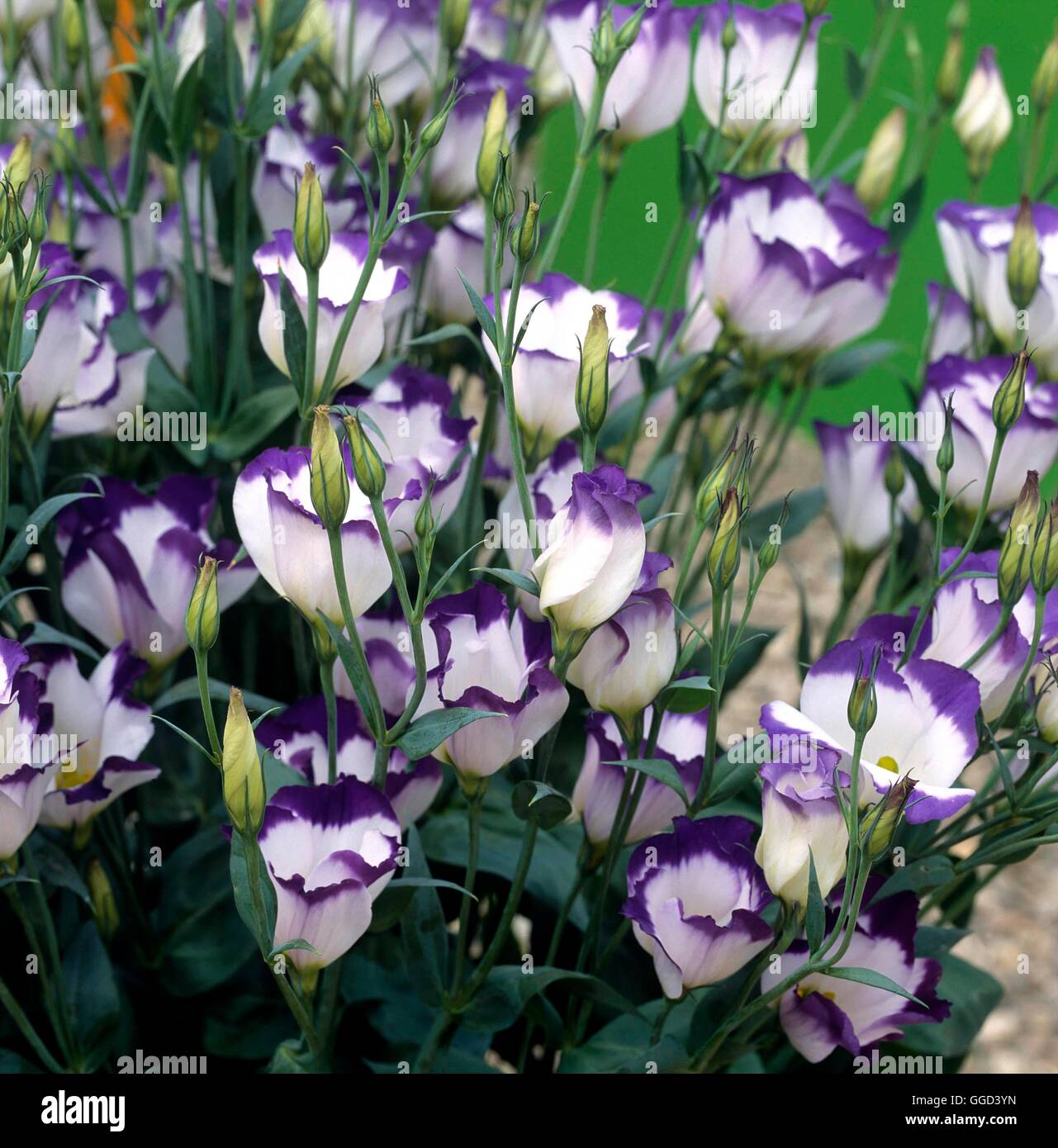 Eustoma grandiflorum hi-res stock photography and images - Alamy