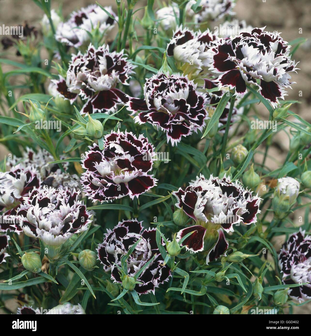 Black white minstrels hi-res stock photography and images - Alamy