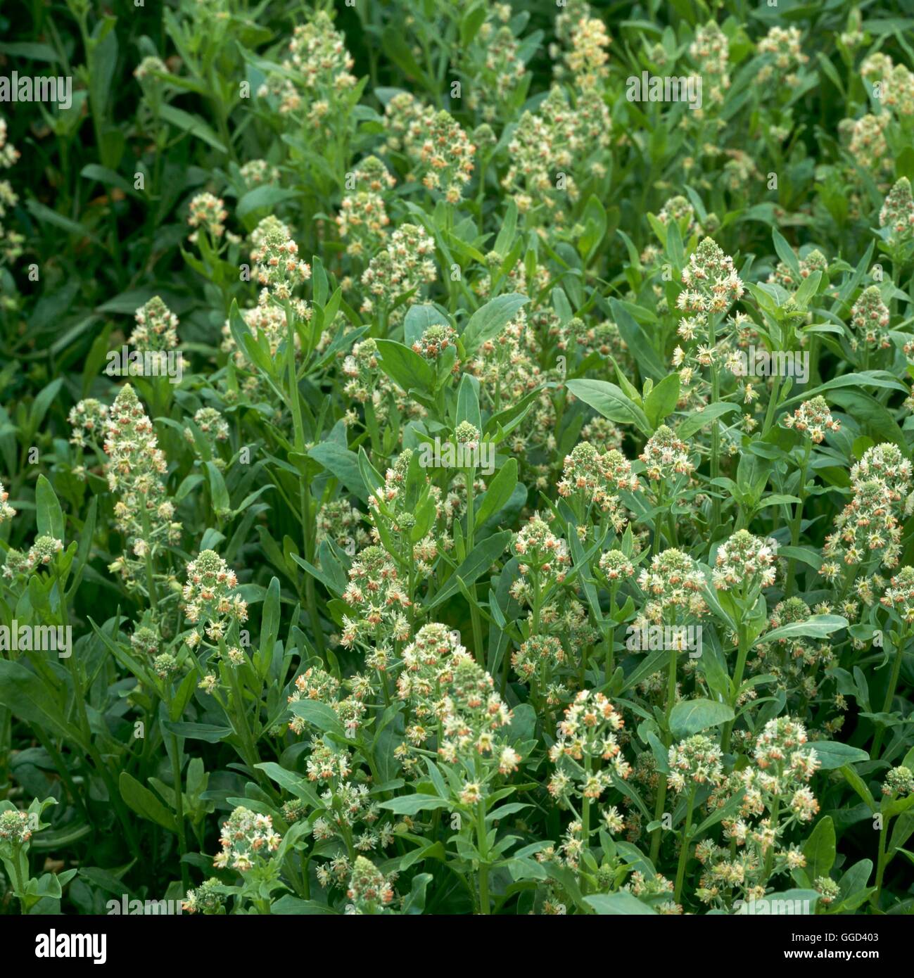 Reseda odorata hi-res stock photography and images - Alamy