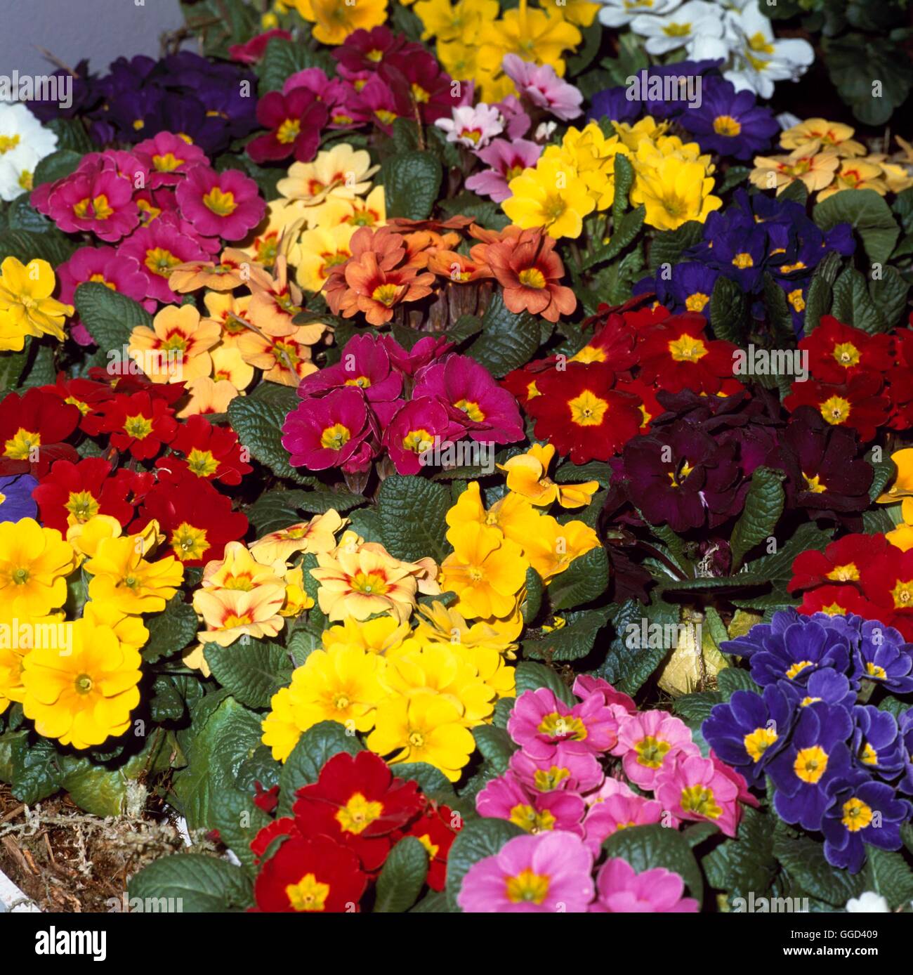 Primula - 'Julia Mixed' ANN107256 Stock Photo - Alamy