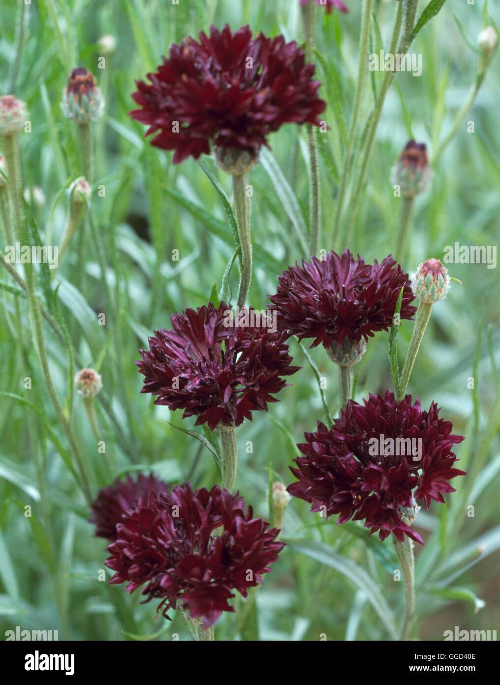 Centaurea black ball hi-res stock photography and images - Alamy