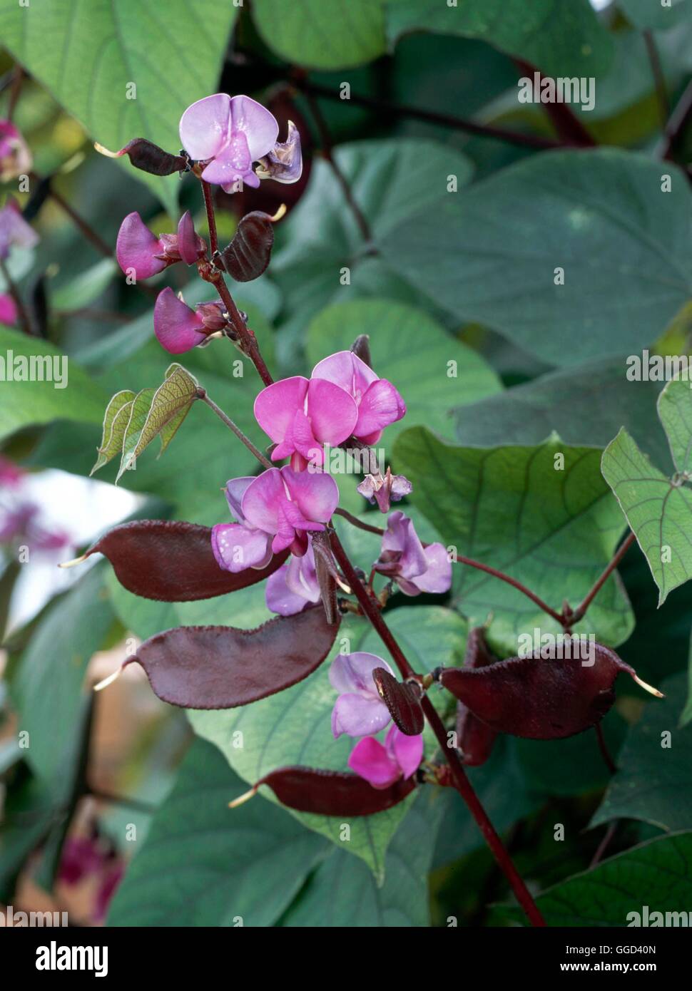 Lablab purpureus - Dolichos Bean ANN109064 Stock Photo - Alamy