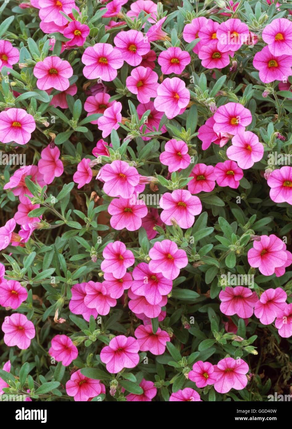 Pinkcalibrachoa hi-res stock photography and images - Alamy