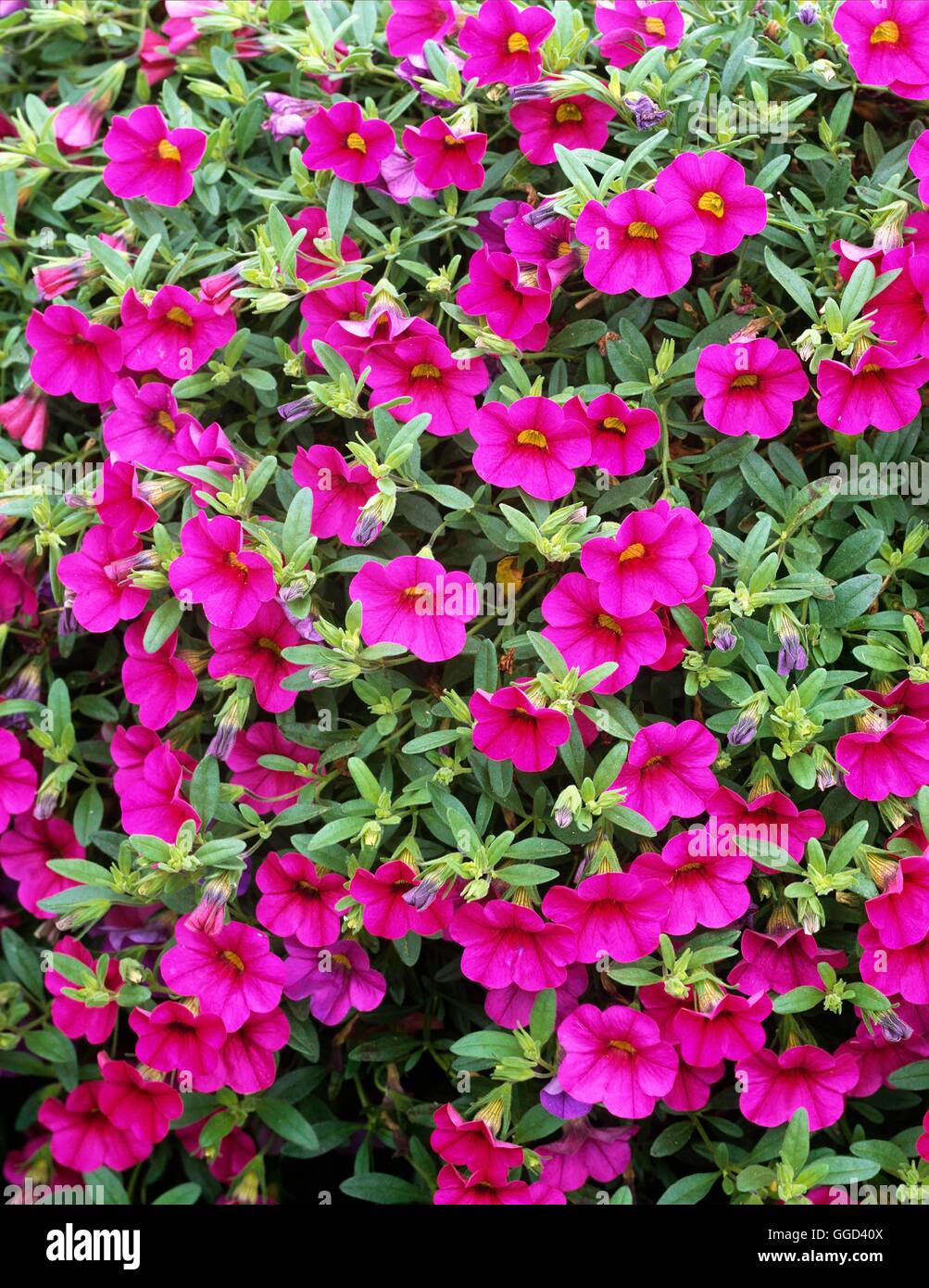 Trailing fuchsia hi-res stock photography and images - Alamy