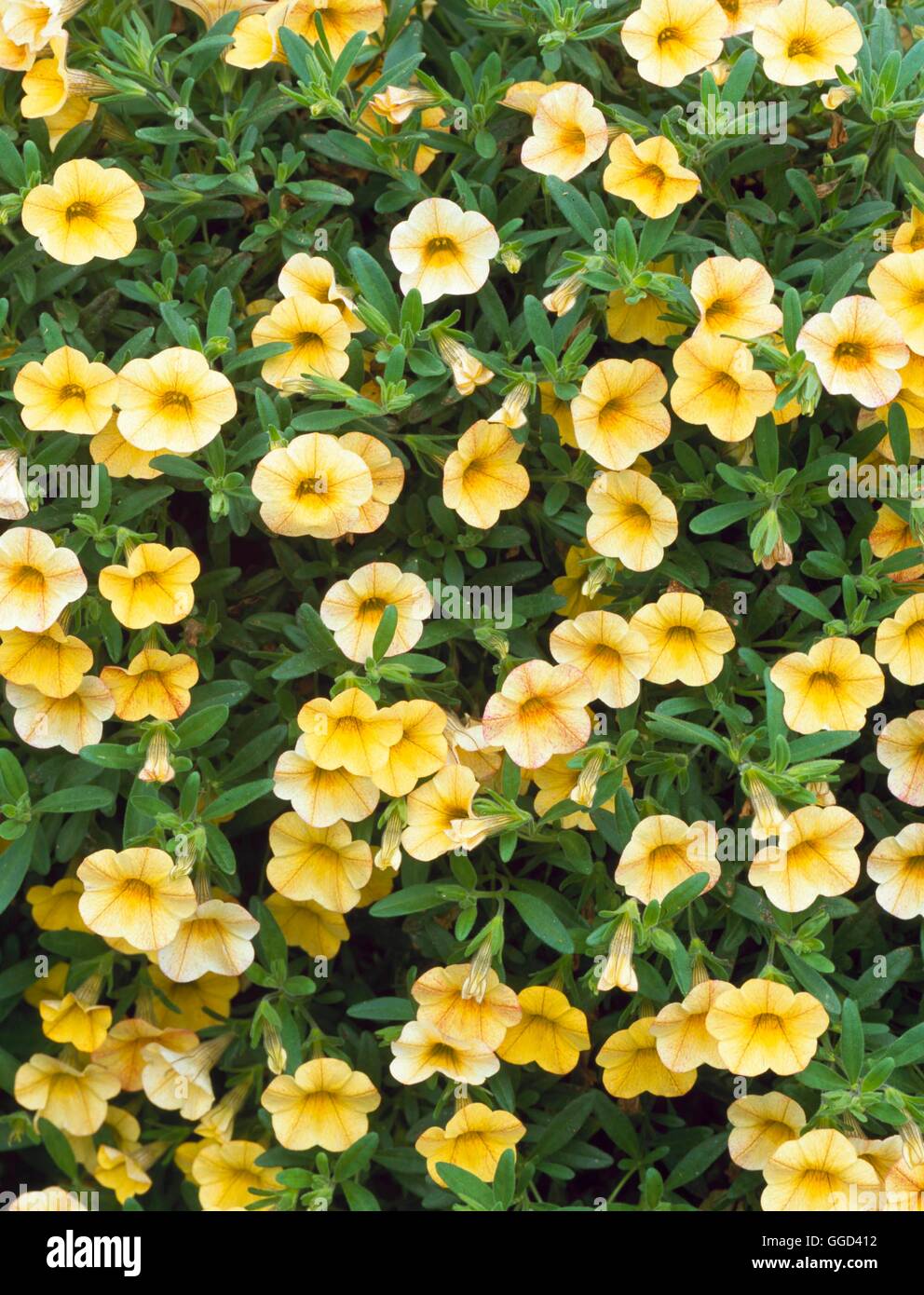 Calibrachoa million bells hi-res stock photography and images - Alamy
