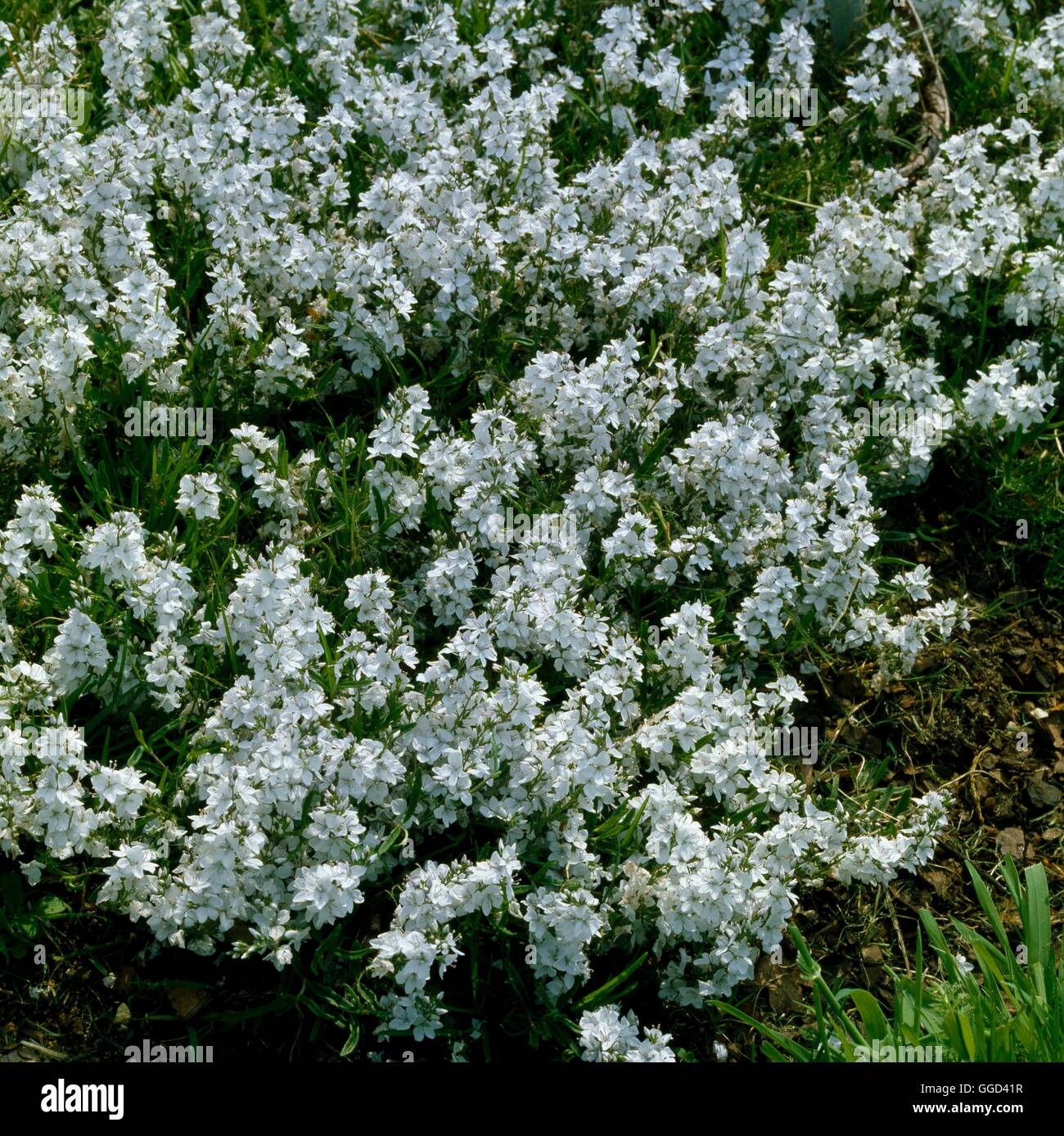 VERONICA PROSTRATA ALBA" Syn Veronica rupestris "Alba" Date: 18/08/2008 ...