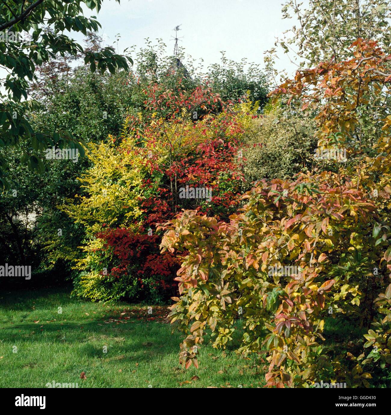 Autumn Garden - with shrubs in Autumn colour AUB032175 Stock Photo - Alamy