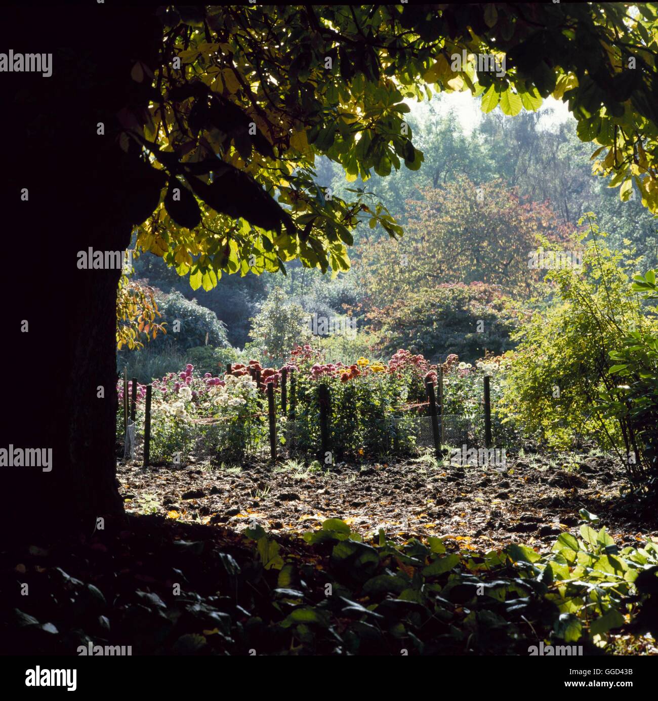 Autumn Garden AUB052407 Stock Photo - Alamy