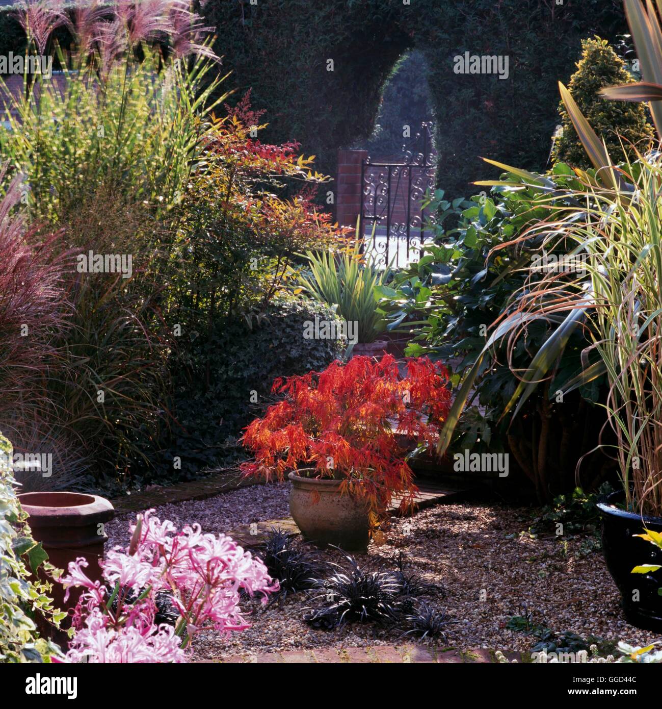 Grasses garden autumn hi-res stock photography and images - Alamy