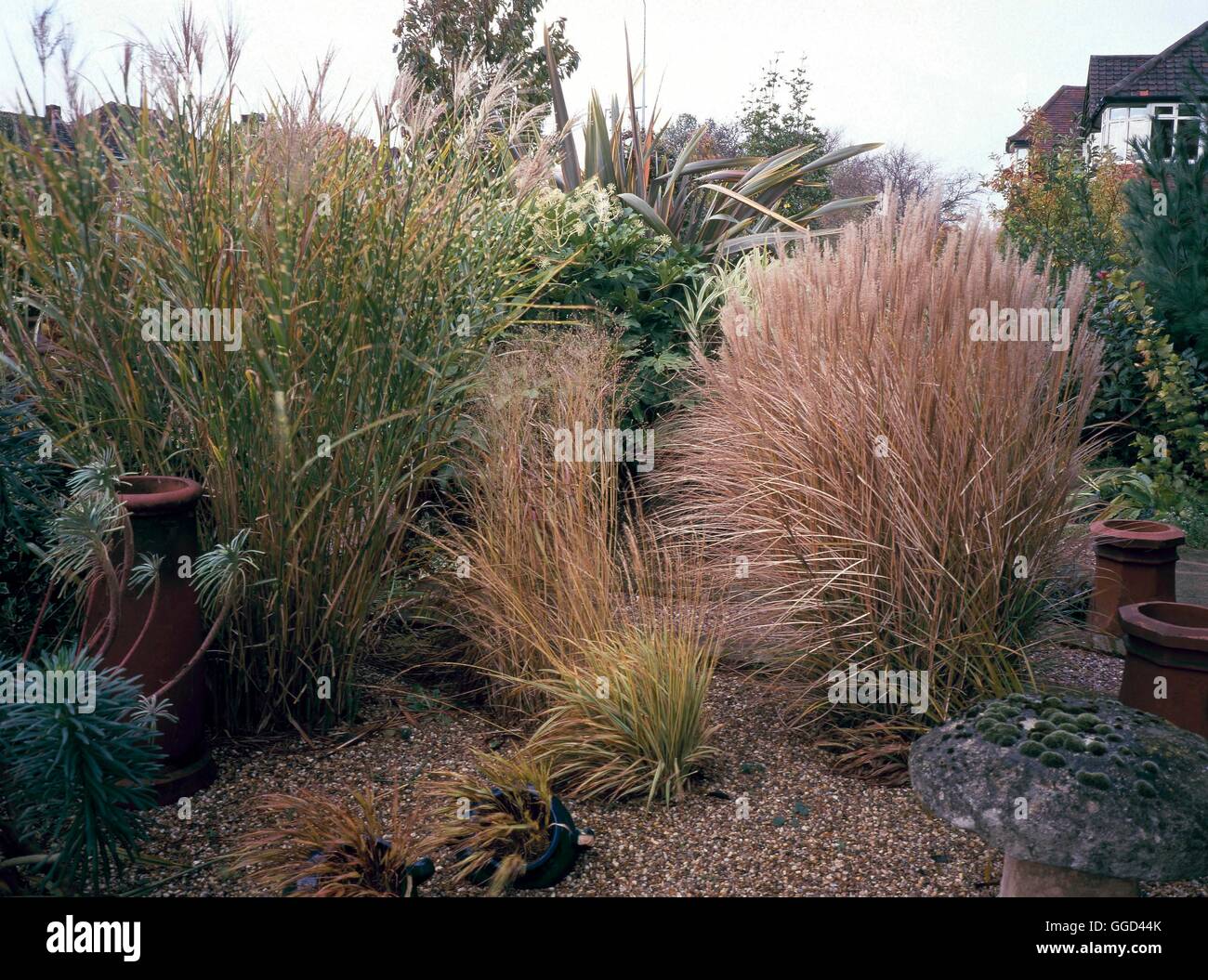 Grasses gravel garden hi-res stock photography and images - Alamy