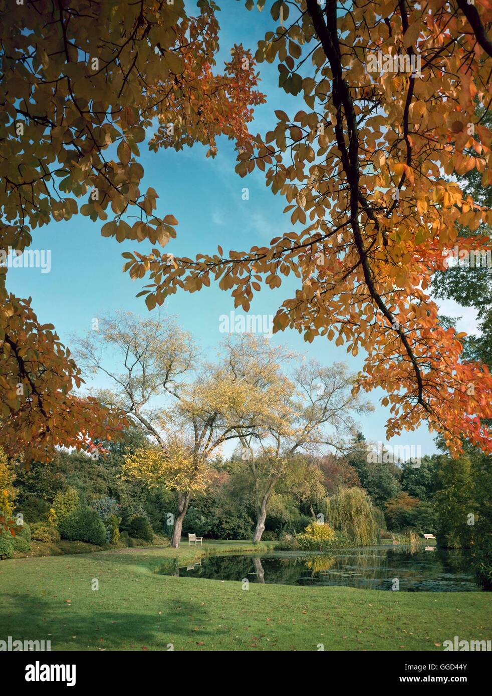Nyssa sylvatica autumn garden hi-res stock photography and images - Alamy