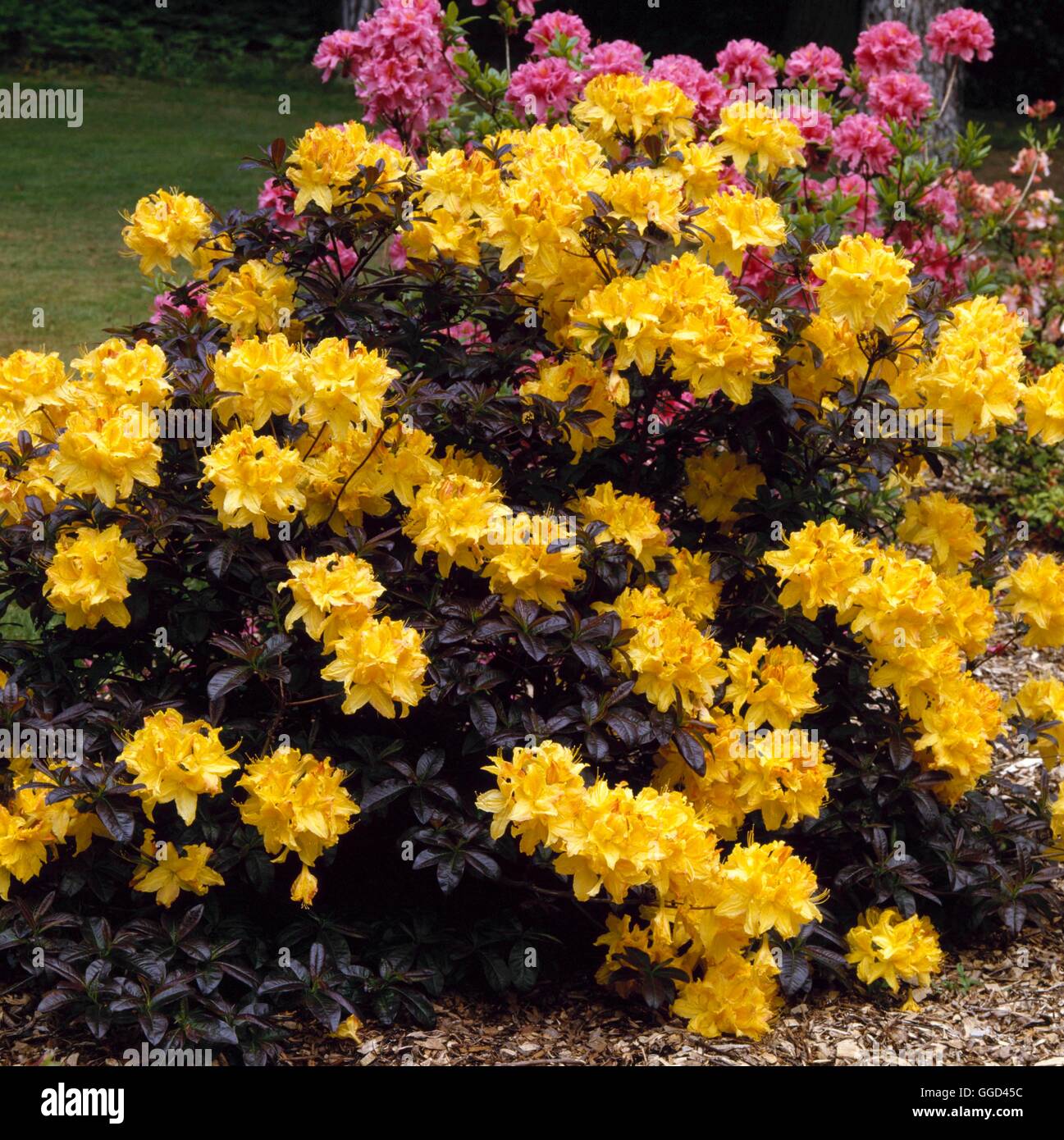 Azalea - `Klondyke' AGM - (Knap Hill/Exbury) AZA010615 Stock Photo - Alamy