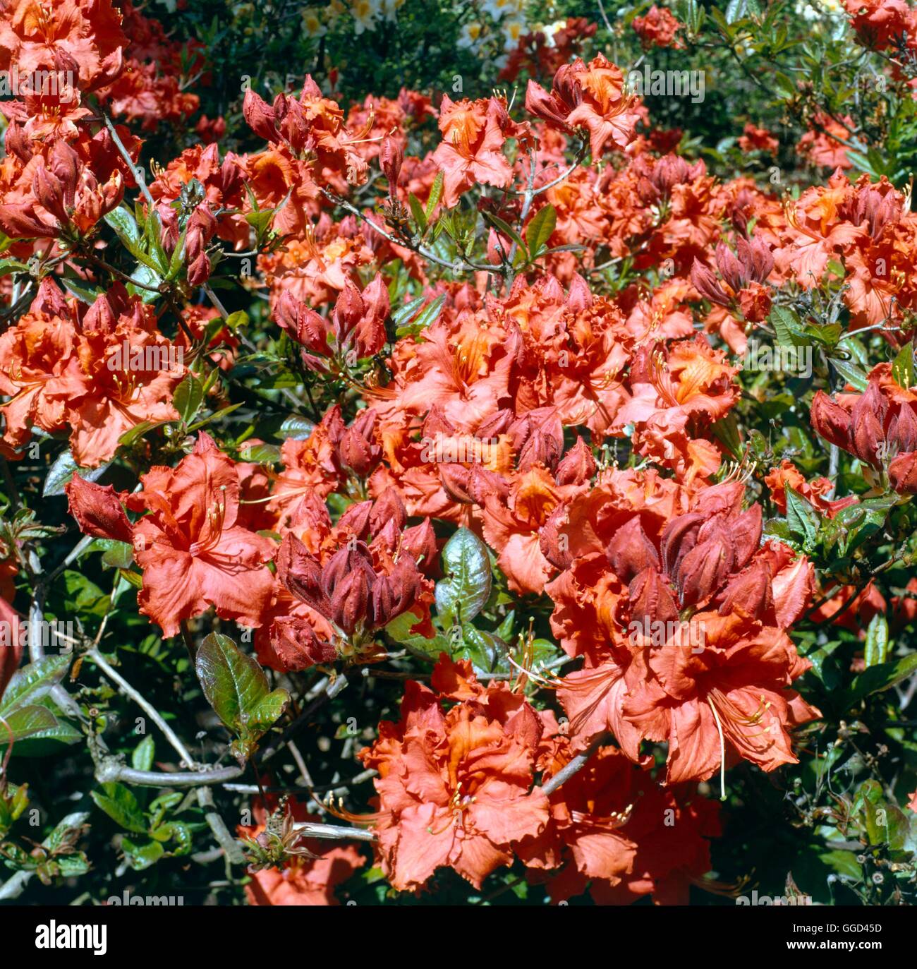 Knaphill And Exbury Azalea High Resolution Stock Photography and Images ...