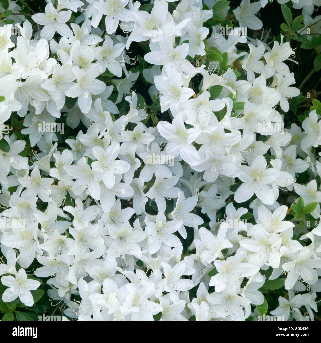 Azalea palestrina hi-res stock photography and images - Alamy