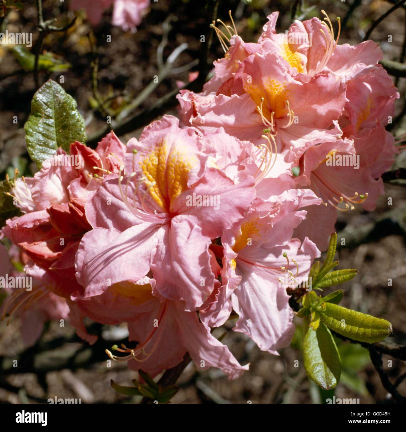 Azalea - `Strawberry Ice' (Knap Hill/Exbury) AZA016714 Stock Photo - Alamy