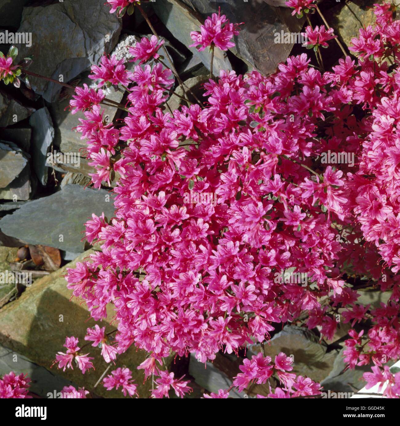 Azalea - `Amoenum' (Evergreen) AZA025476 Stock Photo - Alamy