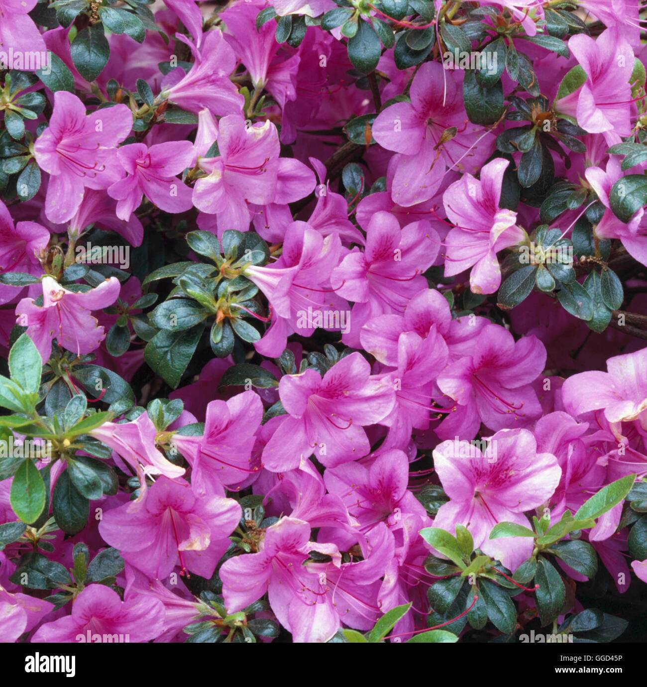 Violetta hi-res stock photography and images - Alamy