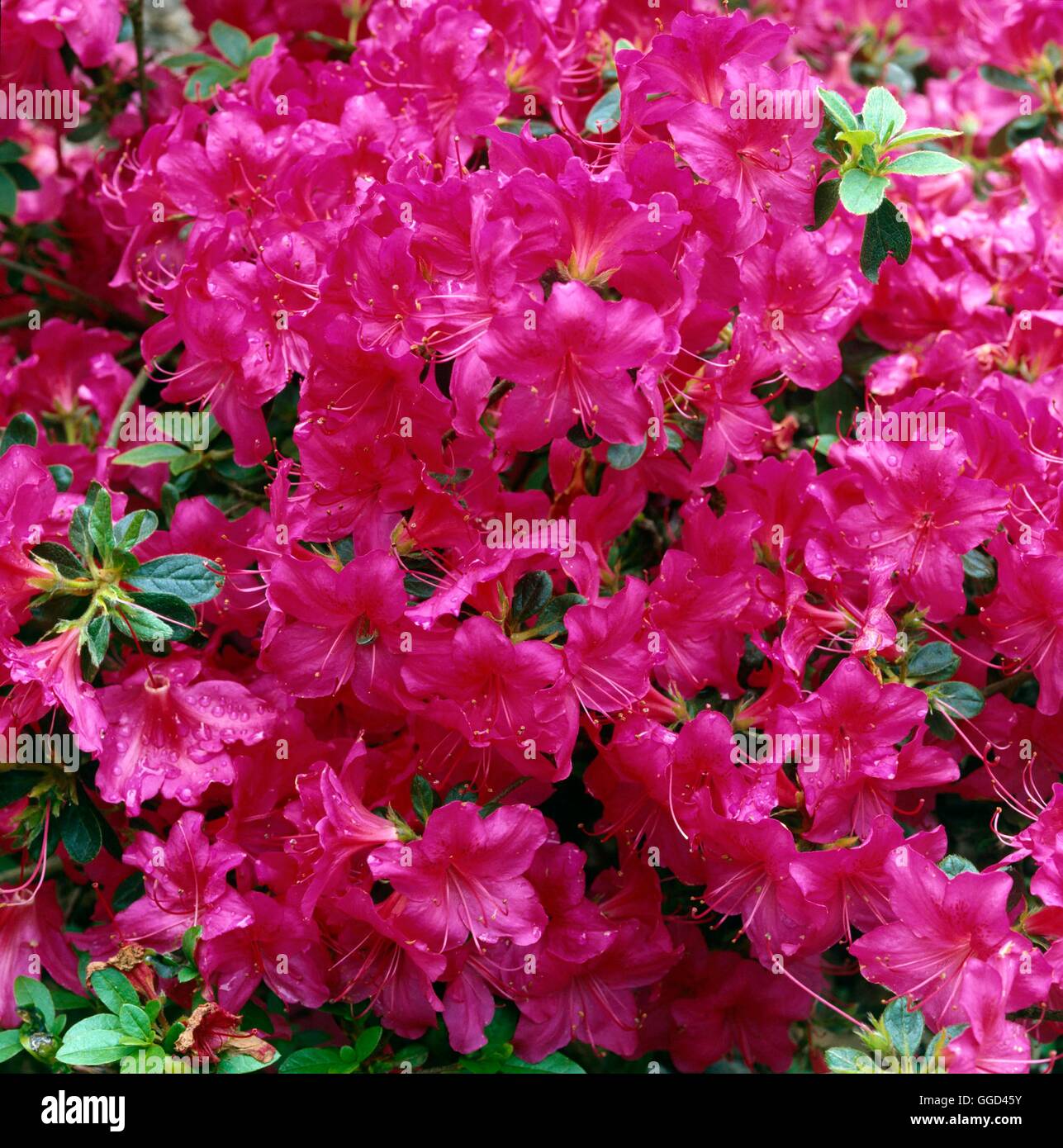 Azalea - `Advance' (Glenn Dale Hybrid) AZA038406 Stock Photo - Alamy