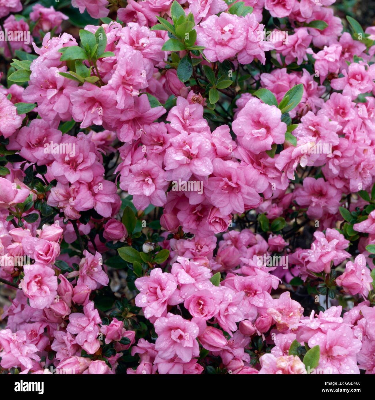 Azalea - `Rosebud' AGM (Kurume/Evergreen) AZA038421 Stock Photo - Alamy