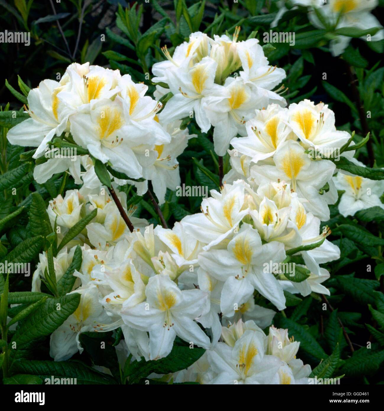 Azalea - `Persil' (Knap Hill) AZA038488 Stock Photo - Alamy